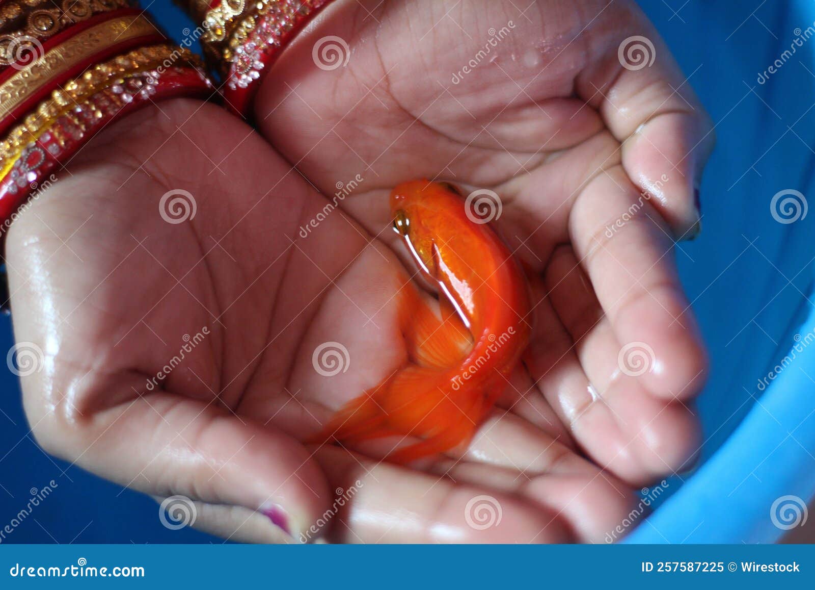 Closeup of a Goldfish in Hands of a Woman Stock Image - Image of hands ...