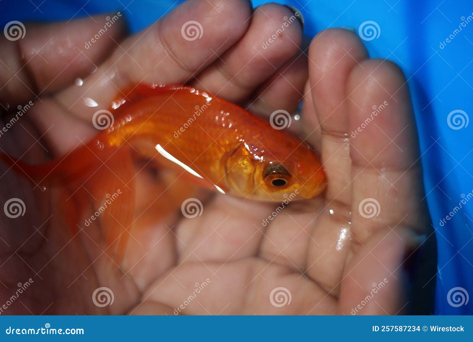 Closeup of a Goldfish in Hands of a Woman Stock Photo - Image of marine ...