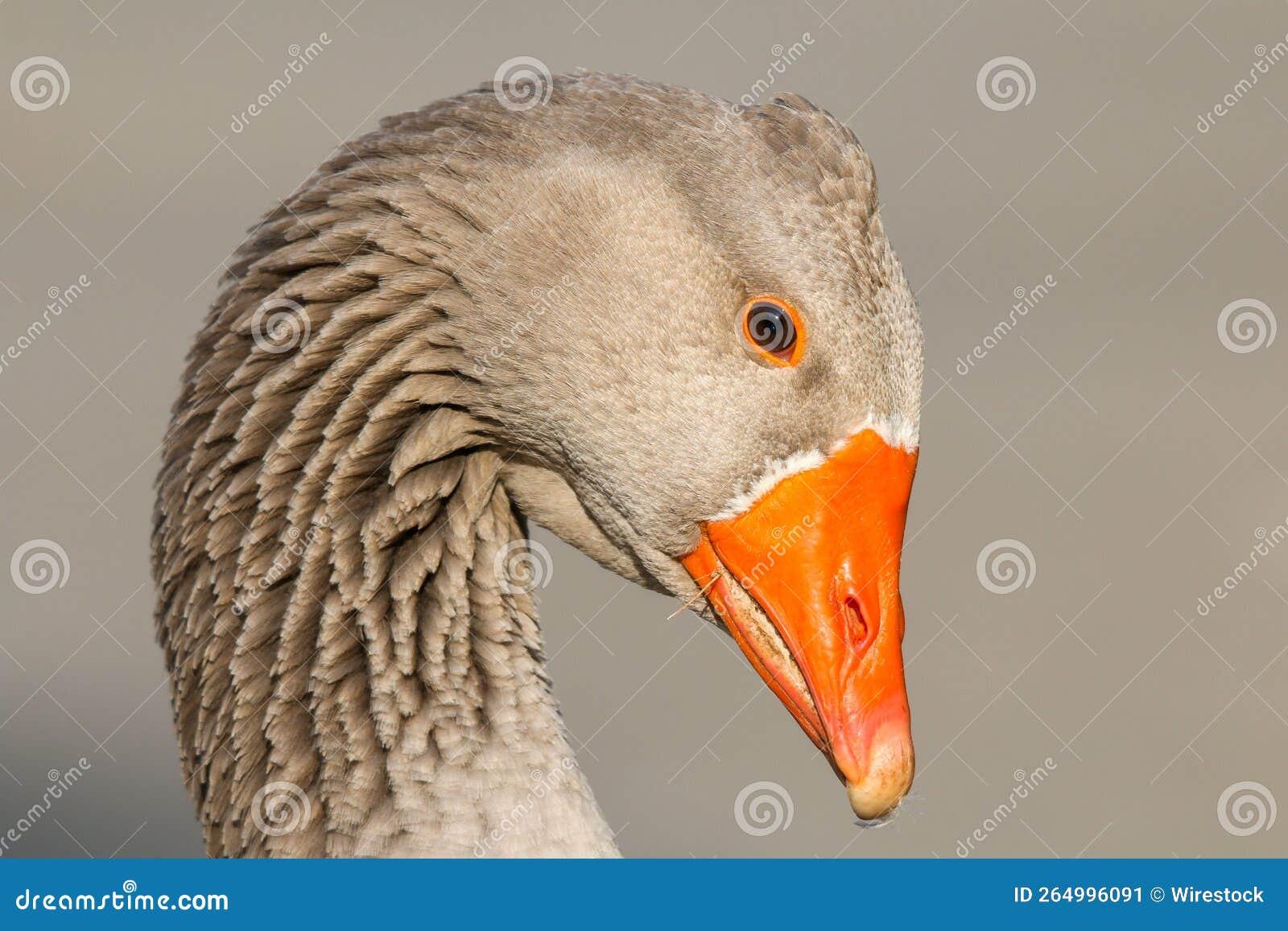 Closeup of a Goose with an Orange Beak Stock Image - Image of goose ...