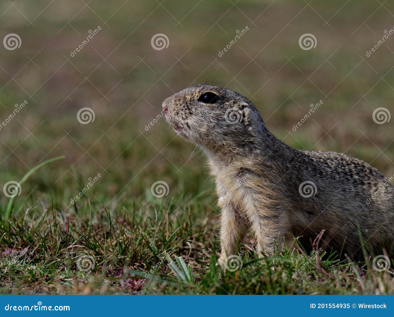 Closeup Gopher Crawling on the Grass Stock Image - Image of vertebrate ...