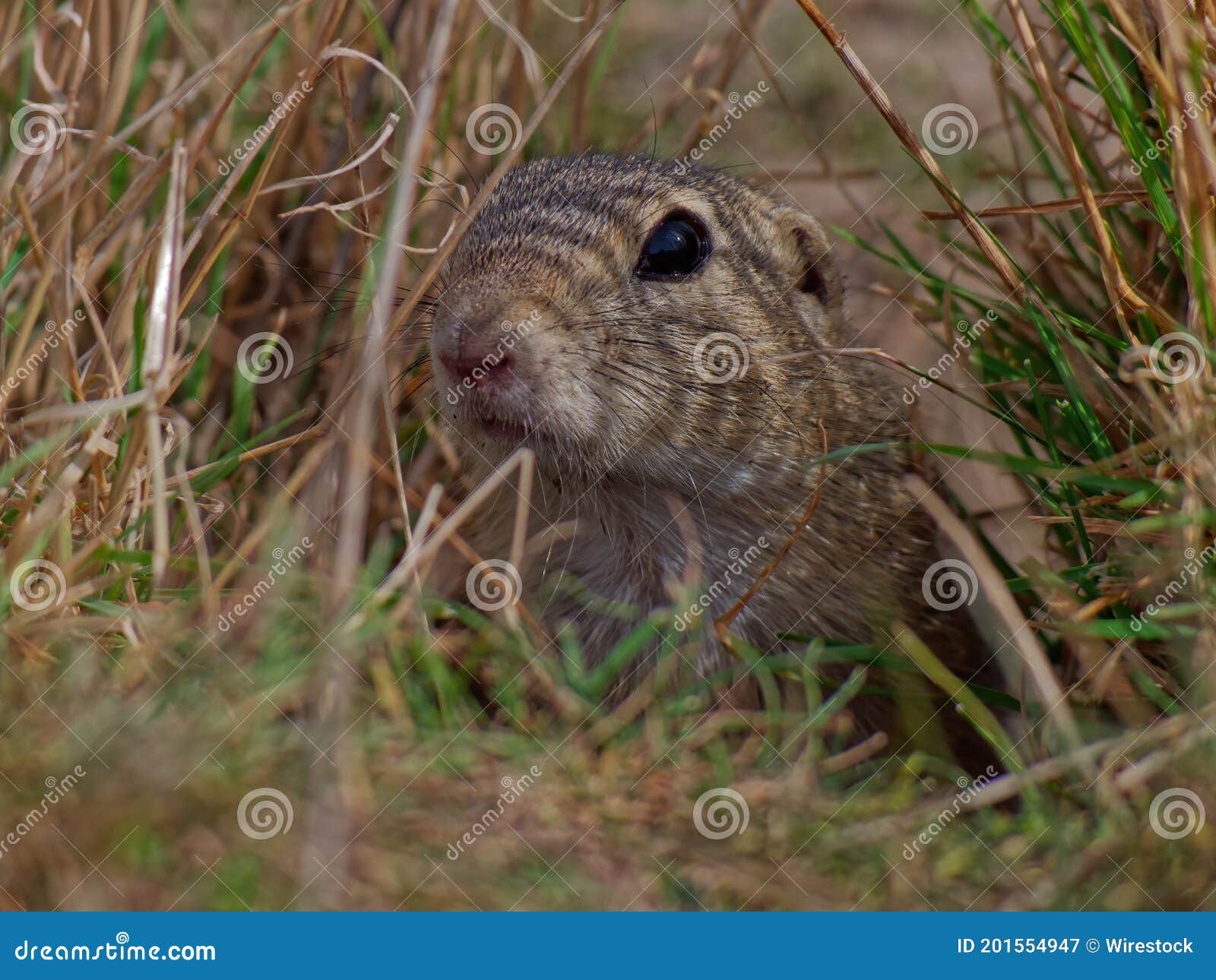 Closeup Gopher Crawling on the Grass Stock Image - Image of wildlife ...