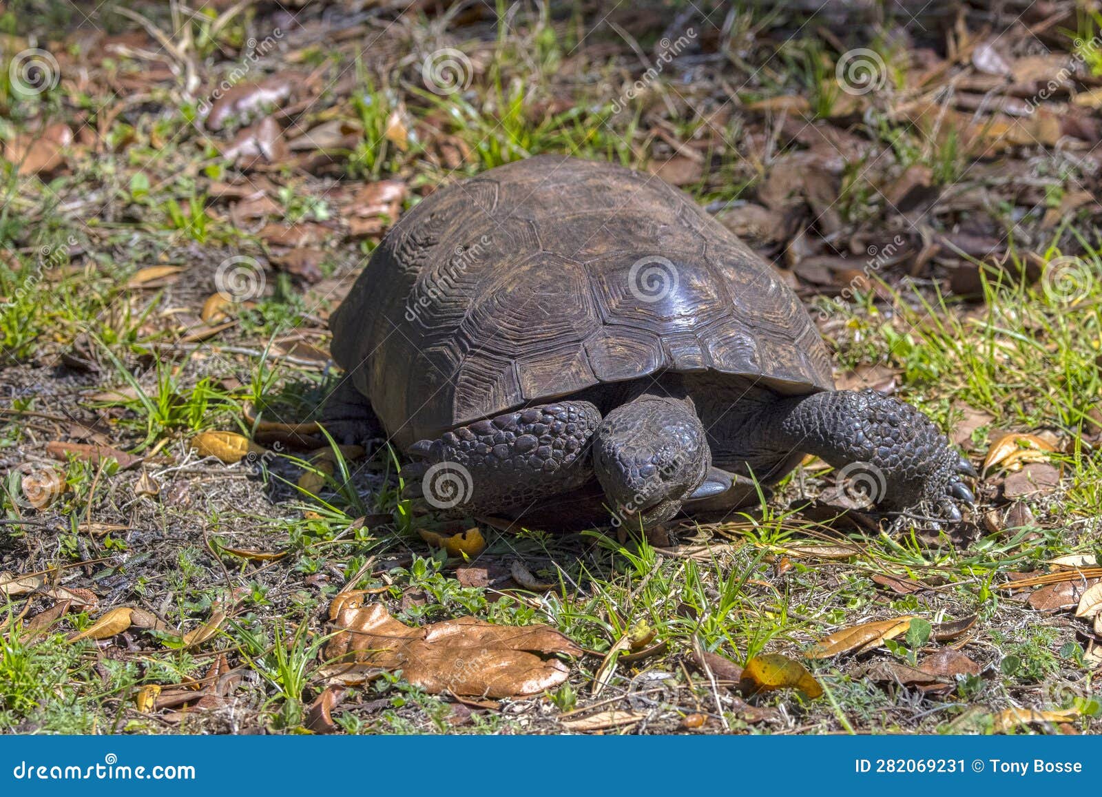 Gopher Tortoise Eating Grass Stock Image - Image of eating, environment ...