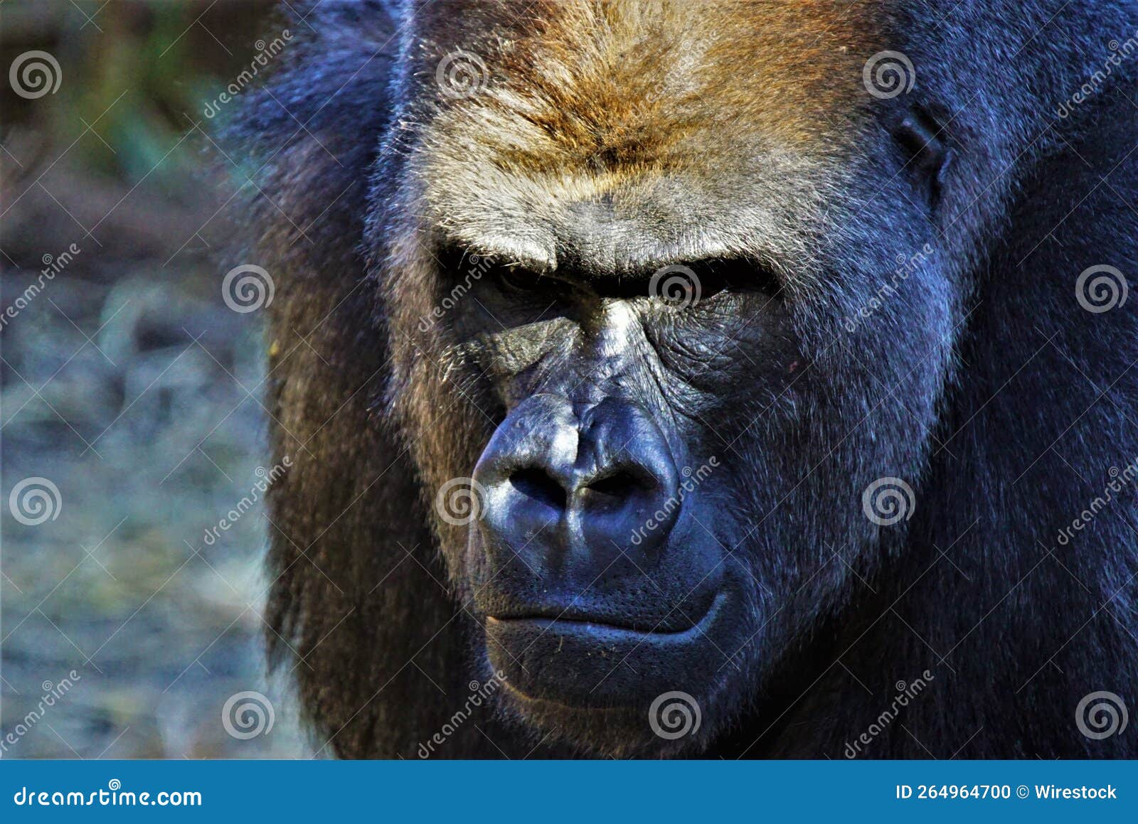 Closeup of a Gorilla with an Angry Face Stock Photo - Image of monkey ...
