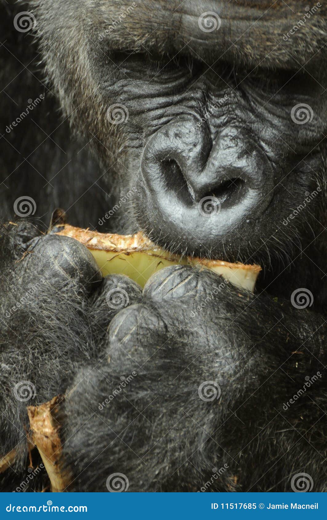 Closeup Gorilla Eating stock image. Image of species - 11517685