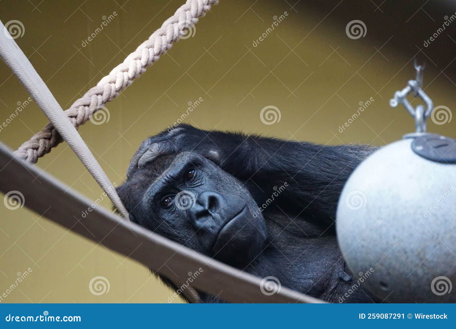 Closeup of a Gorilla Lying on the Rope and Looking at the Camera Stock ...