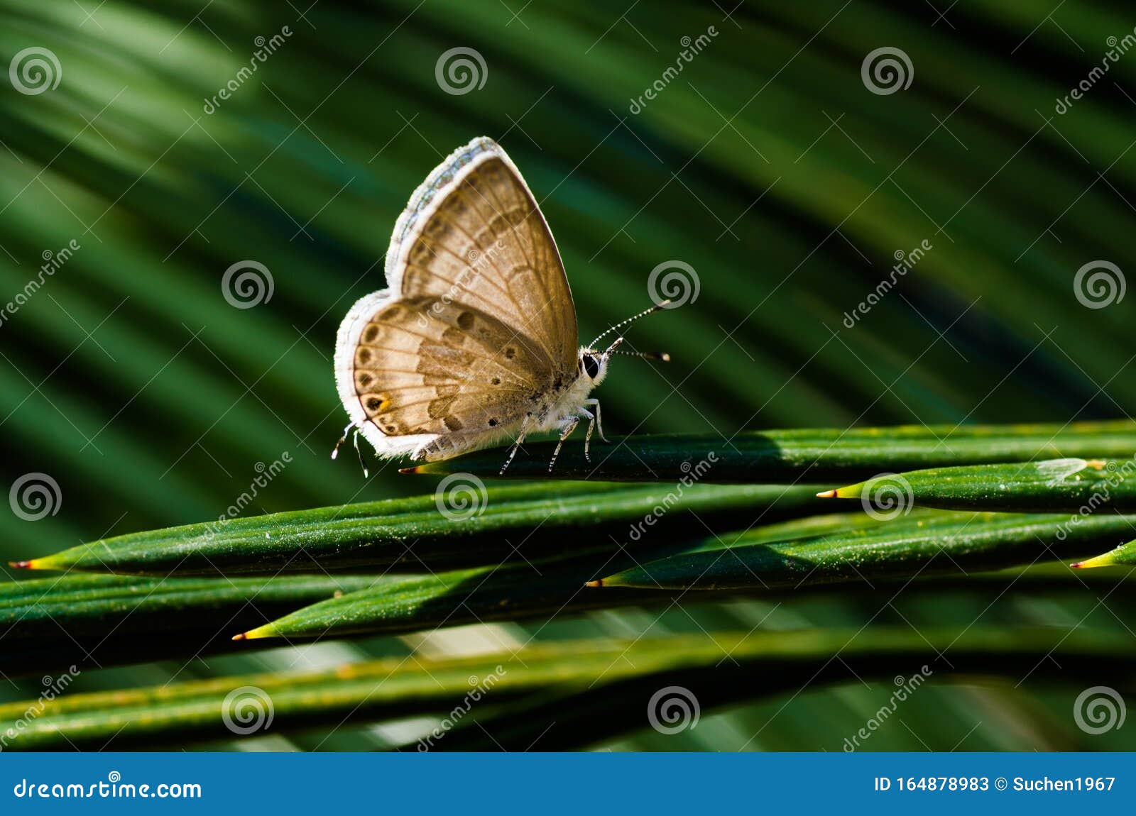 Closeup of Gossamer-winged Butterfly Stock Image - Image of butterfly ...