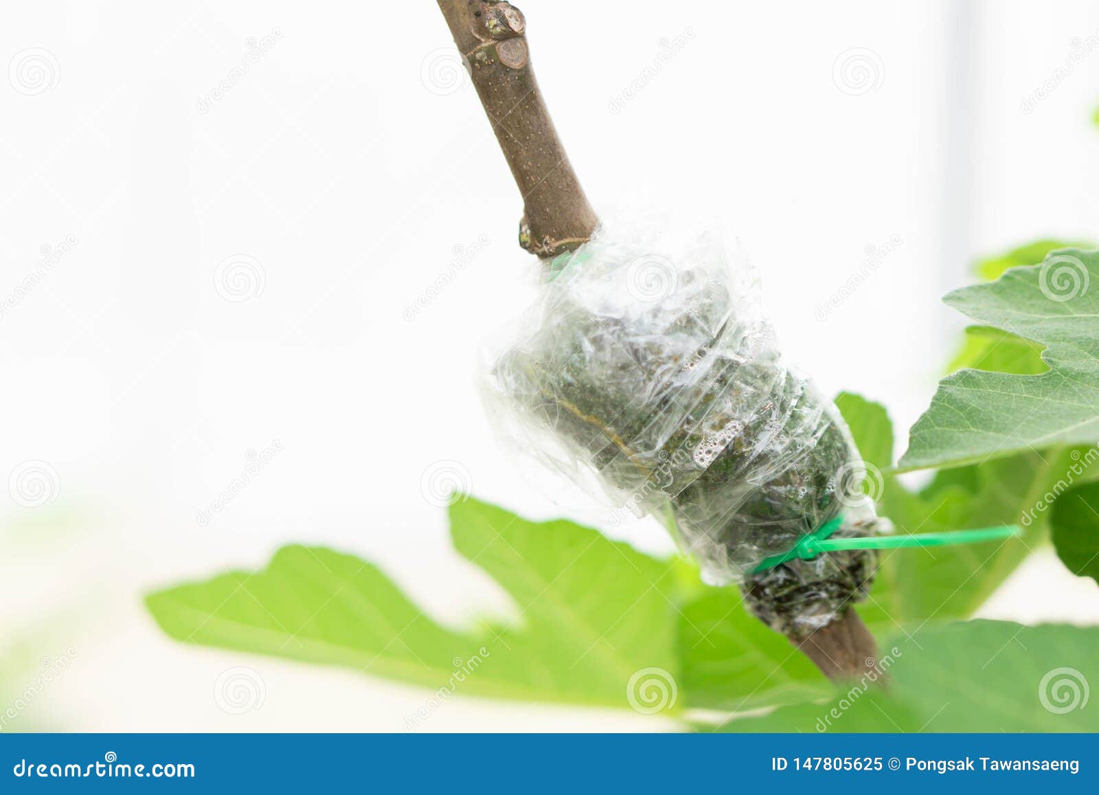 Grafting Tree Branch Bag, Grafting Is An Artificial Method Of Asexual ...