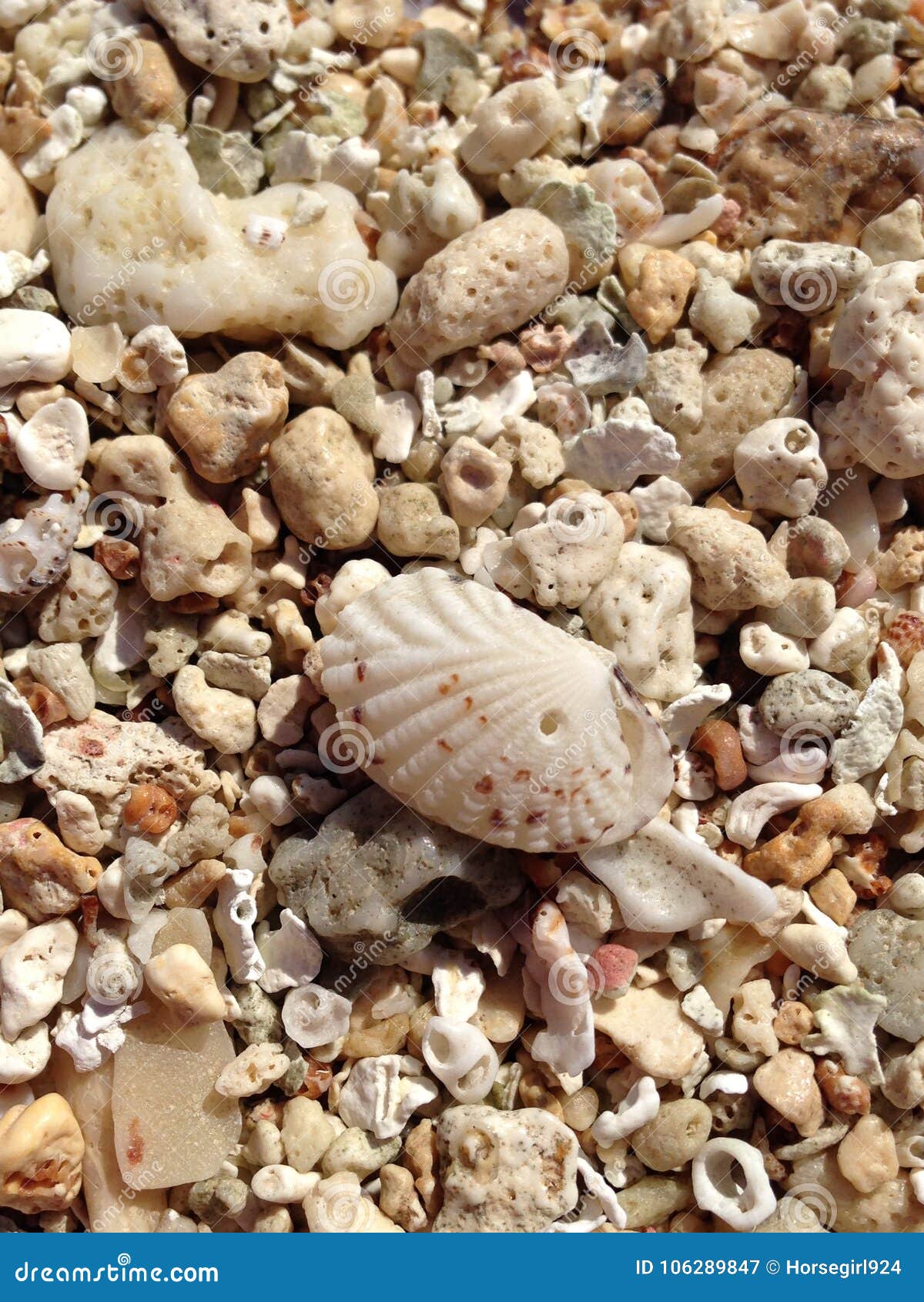 A Closeup of Grains of Sand, Coral, and Shells Stock Image - Image of ...