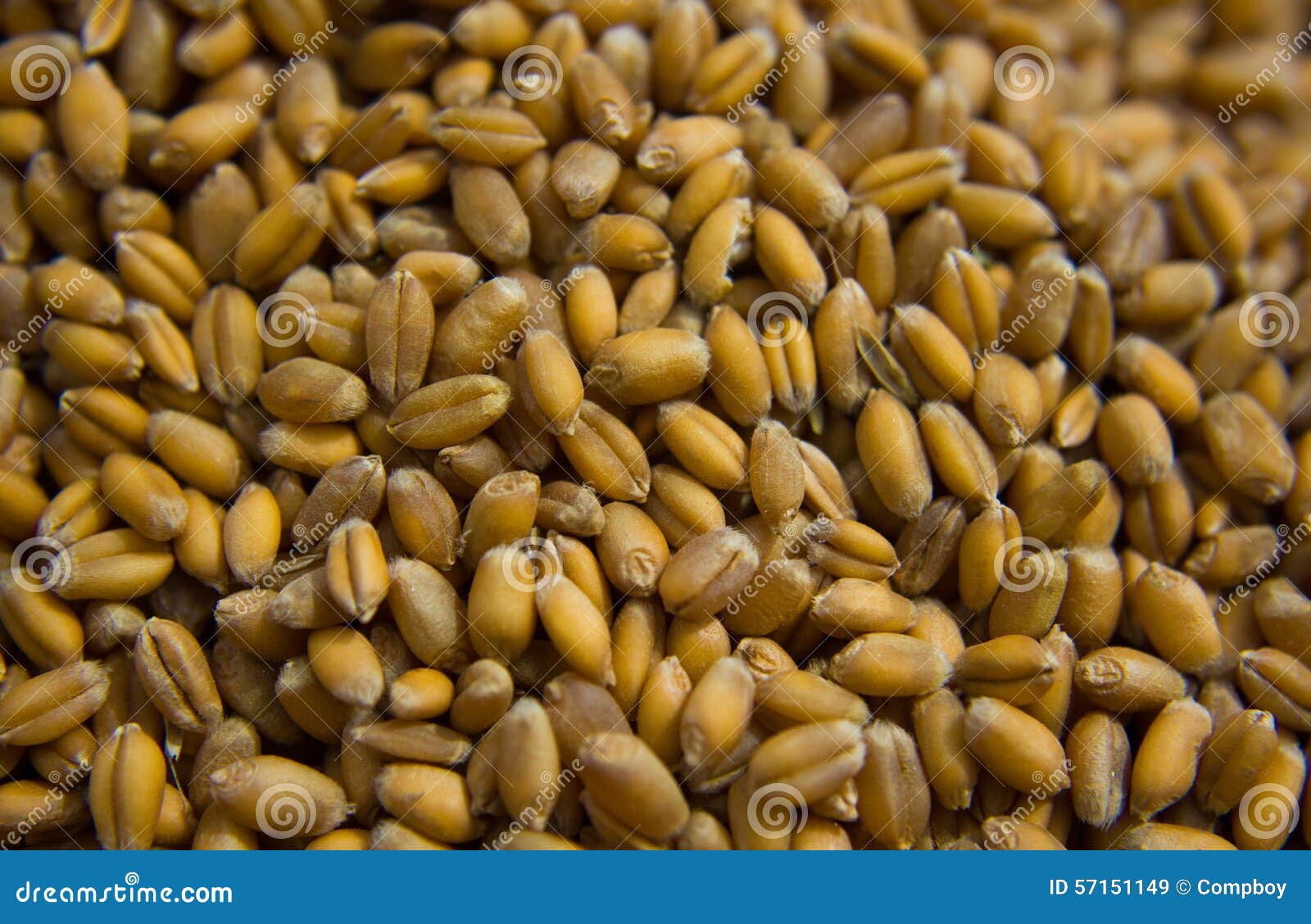 Closeup of grains of wheat stock image. Image of crop - 57151149