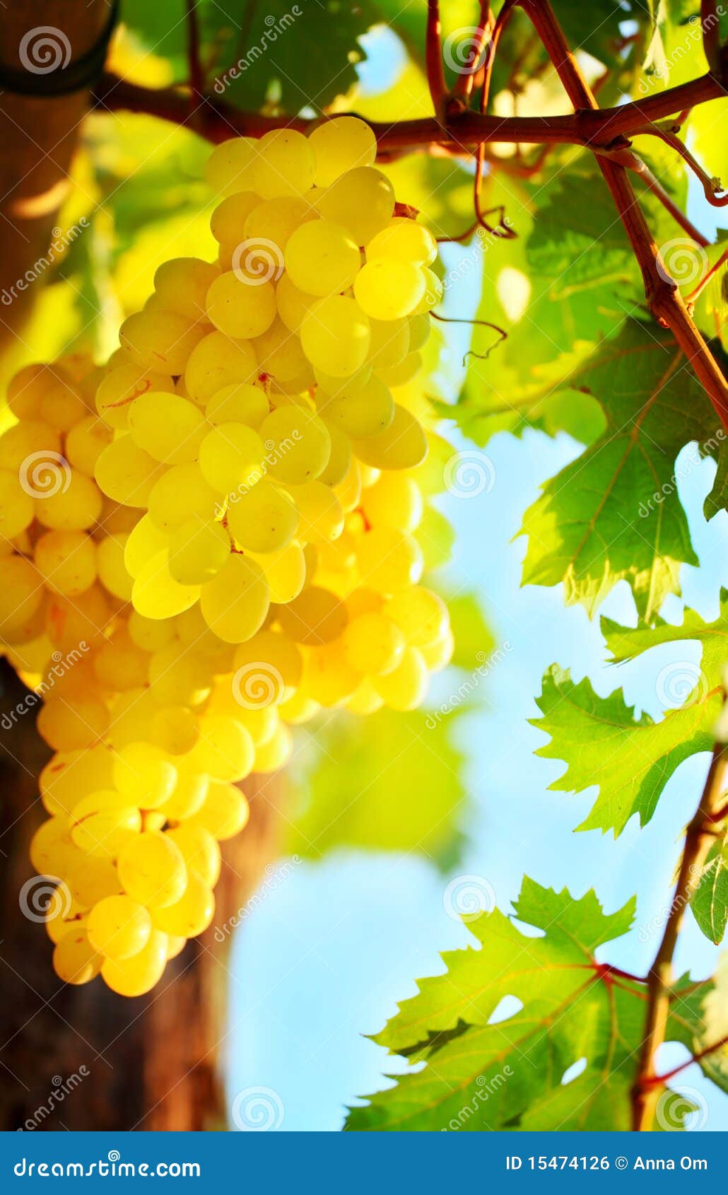Closeup on grape stock photo. Image of grapevine, growing - 15474126