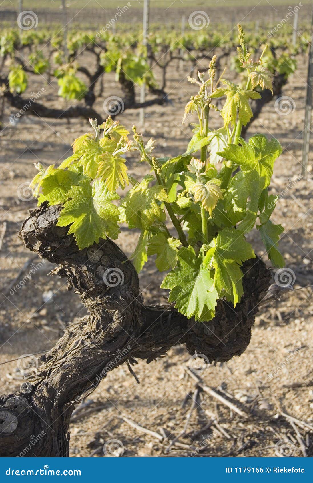 Closeup of a grapevine stock photo. Image of region, closeup - 1179166