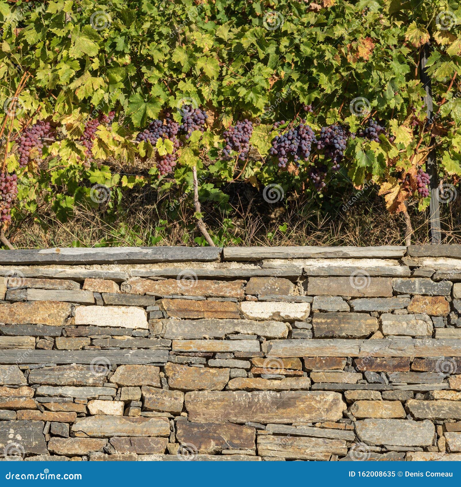 Closeup of Grapevine Over Stone Wall Stock Image - Image of fresh ...