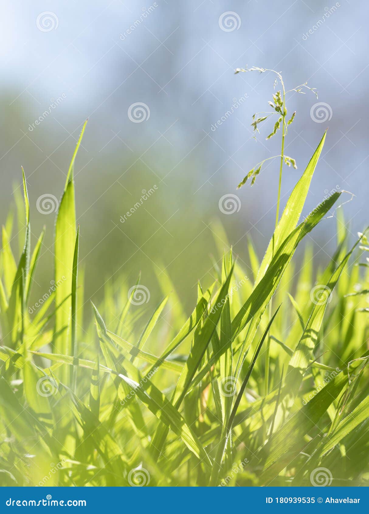 Closeup of Grass Against Sunlight and Blue Sky Stock Image - Image of ...