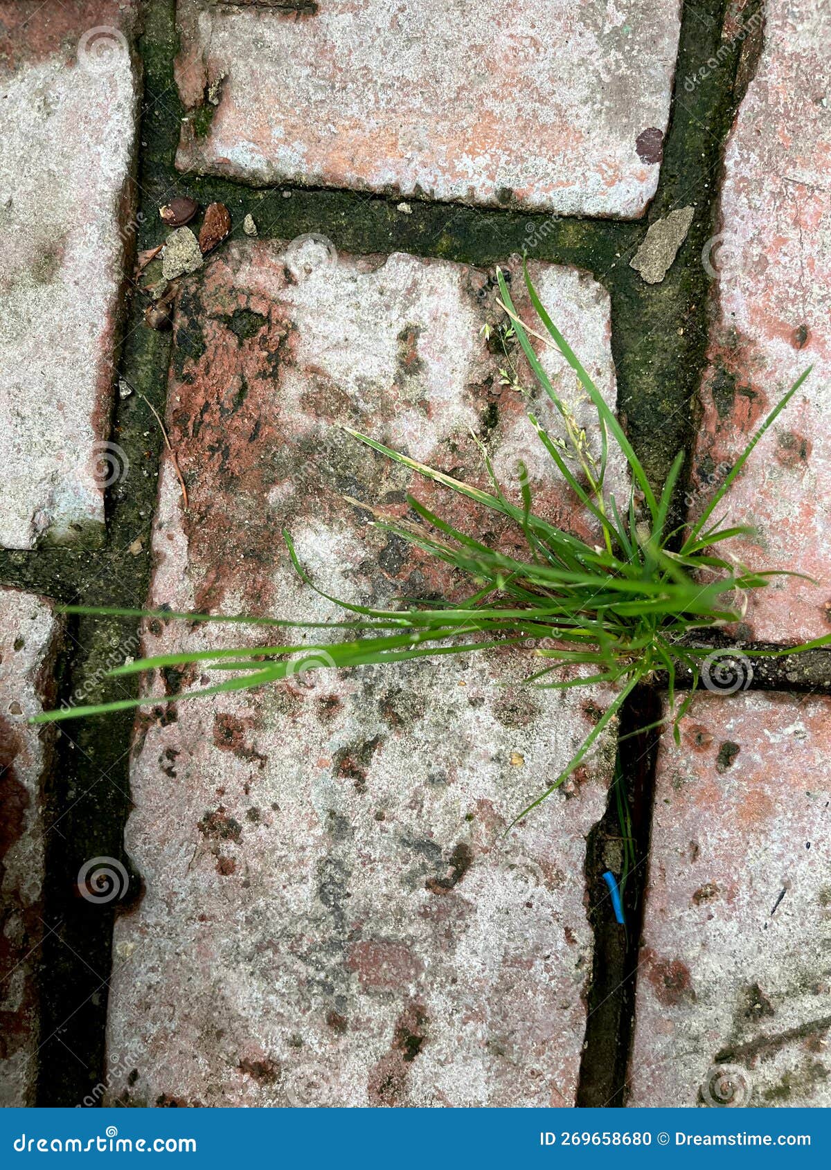 Closeup of Grass that Grows between the Bricks Portrait View Stock ...