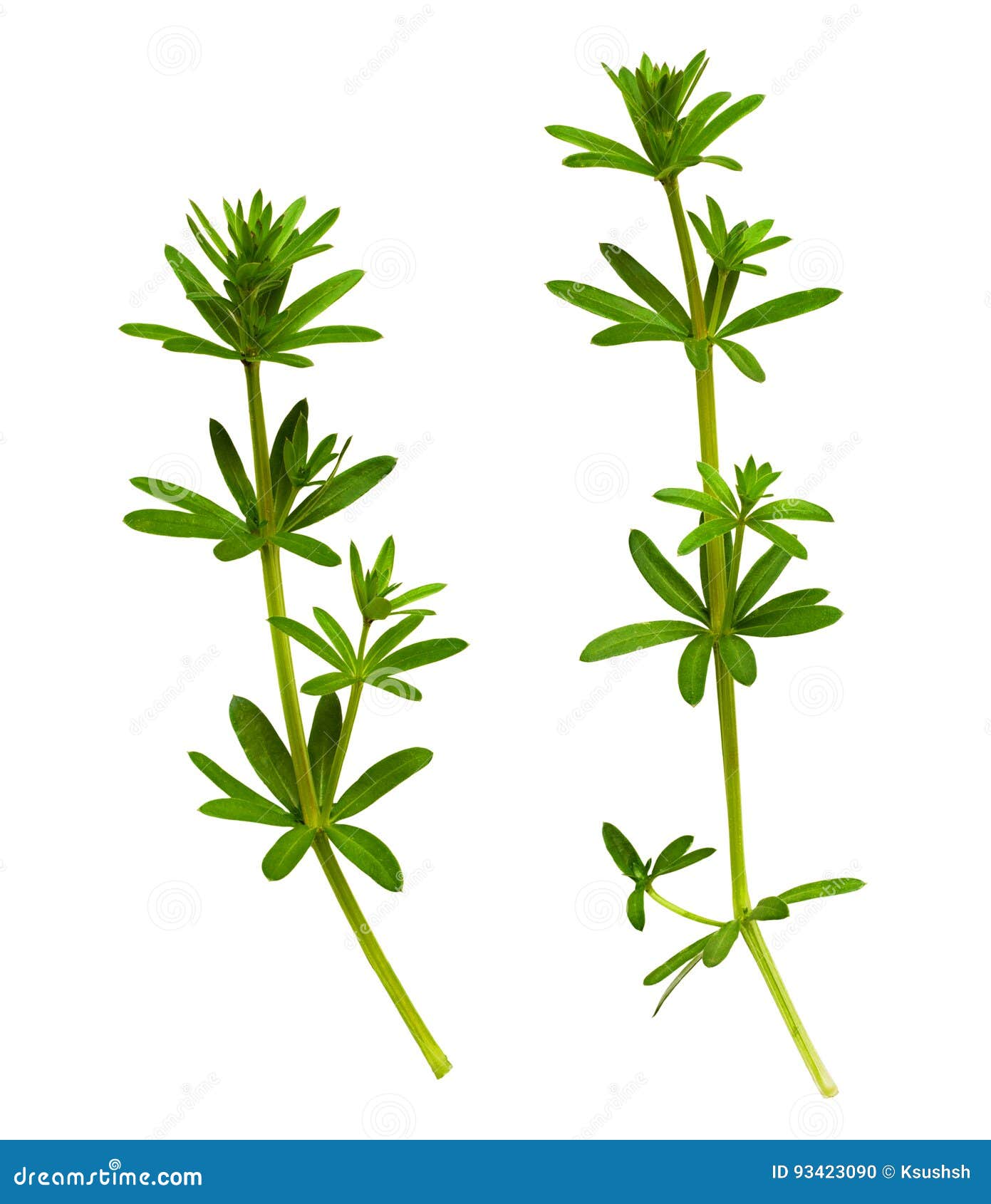 Closeup of Grass Twigs with Green Leaves Stock Photo - Image of macro ...