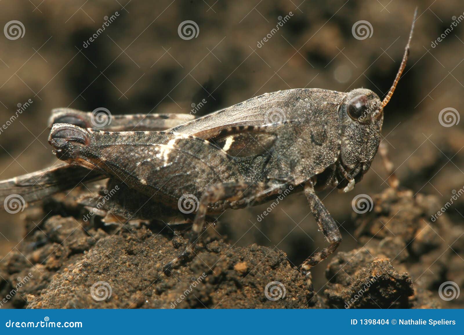 Closeup of Grasshopper stock photo. Image of earth, orthoptera - 1398404