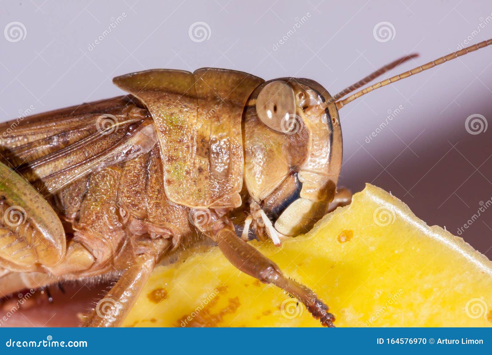 Grasshopper Eating A Leaf. Stock Photography | CartoonDealer.com #64409300