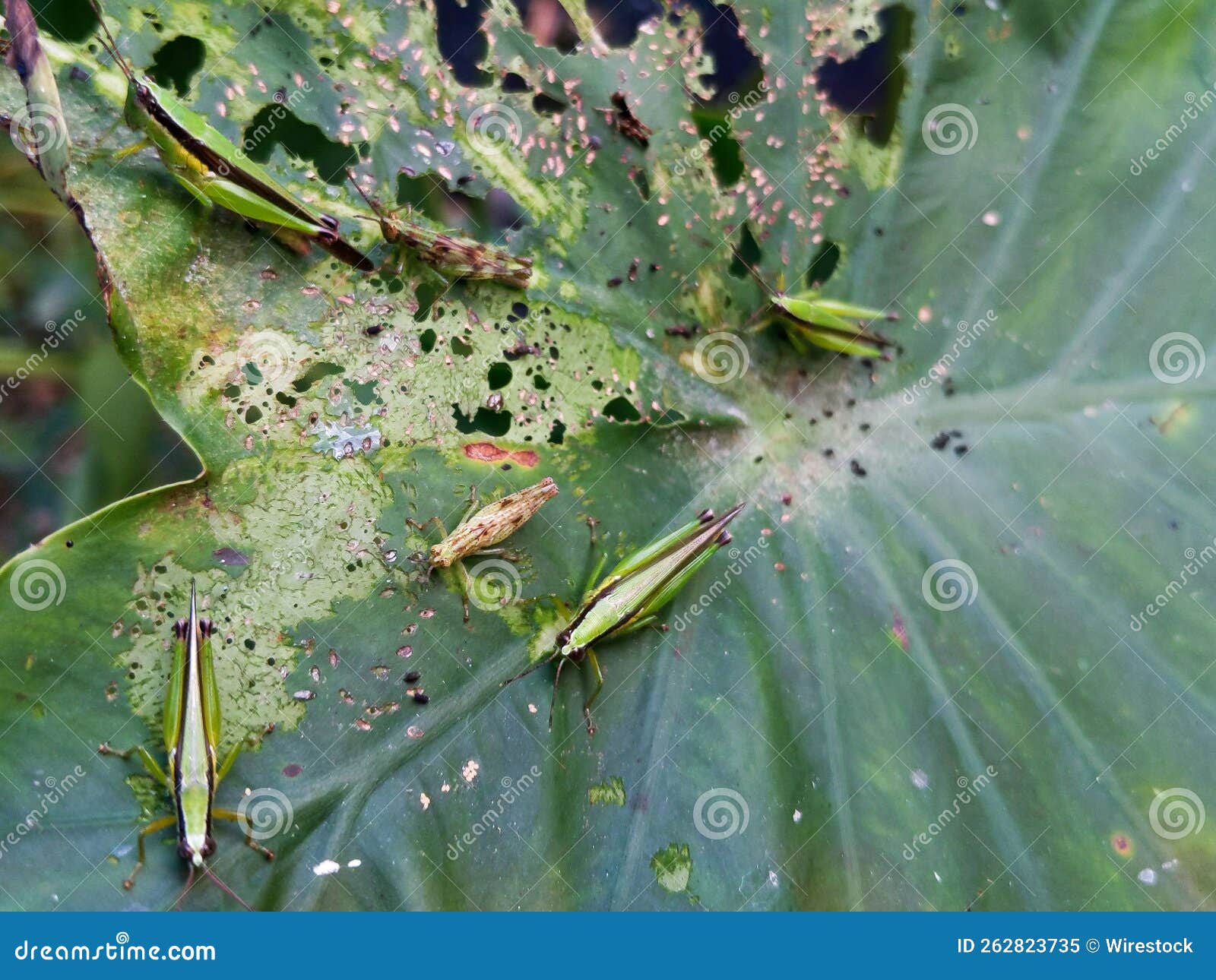Closeup of Grasshoppers Feeding on a Green Leaf. Cornops Aquaticum ...