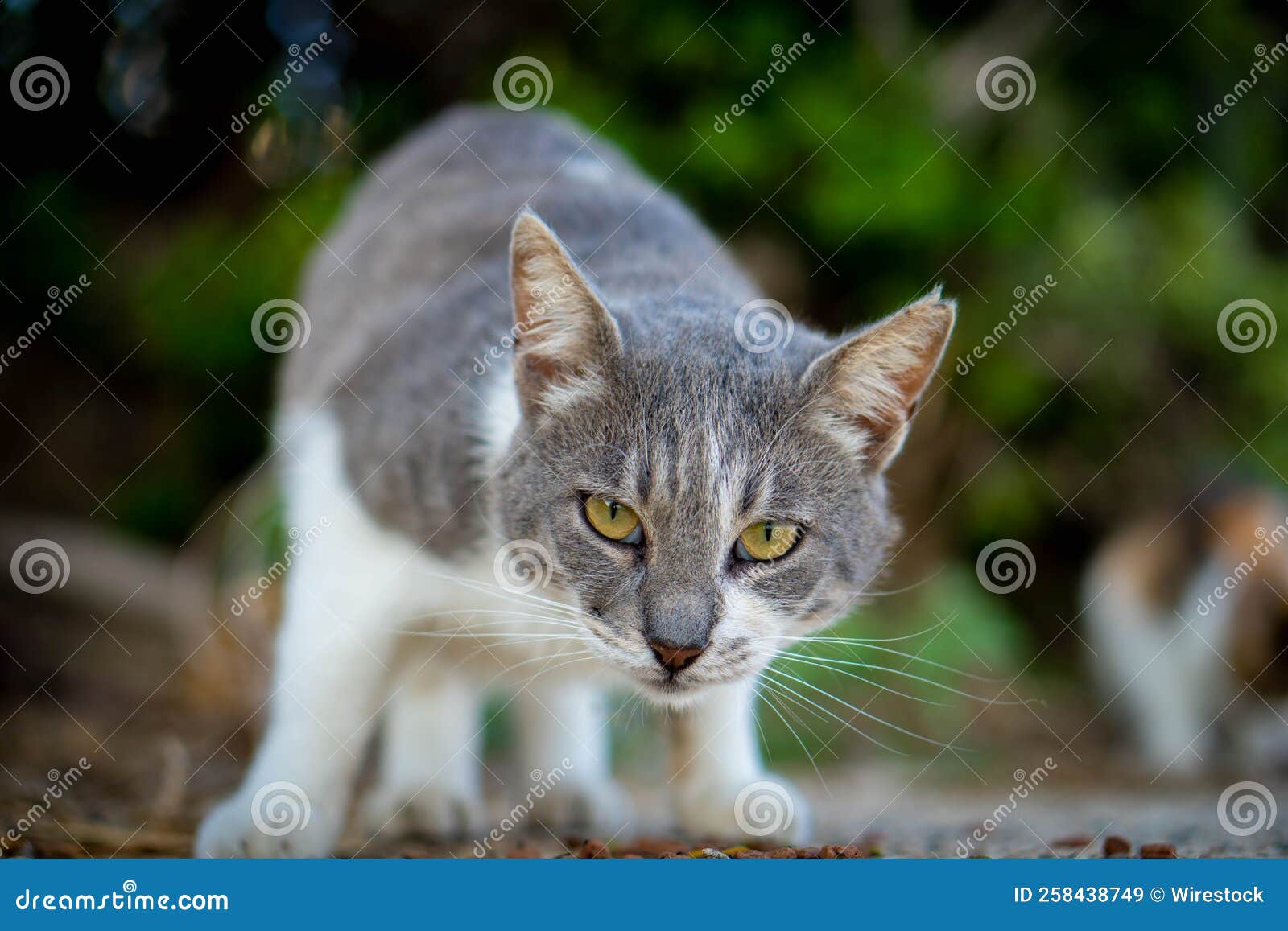 Closeup of a Gray Ceylon Cat Looking at the Camera Stock Image - Image ...