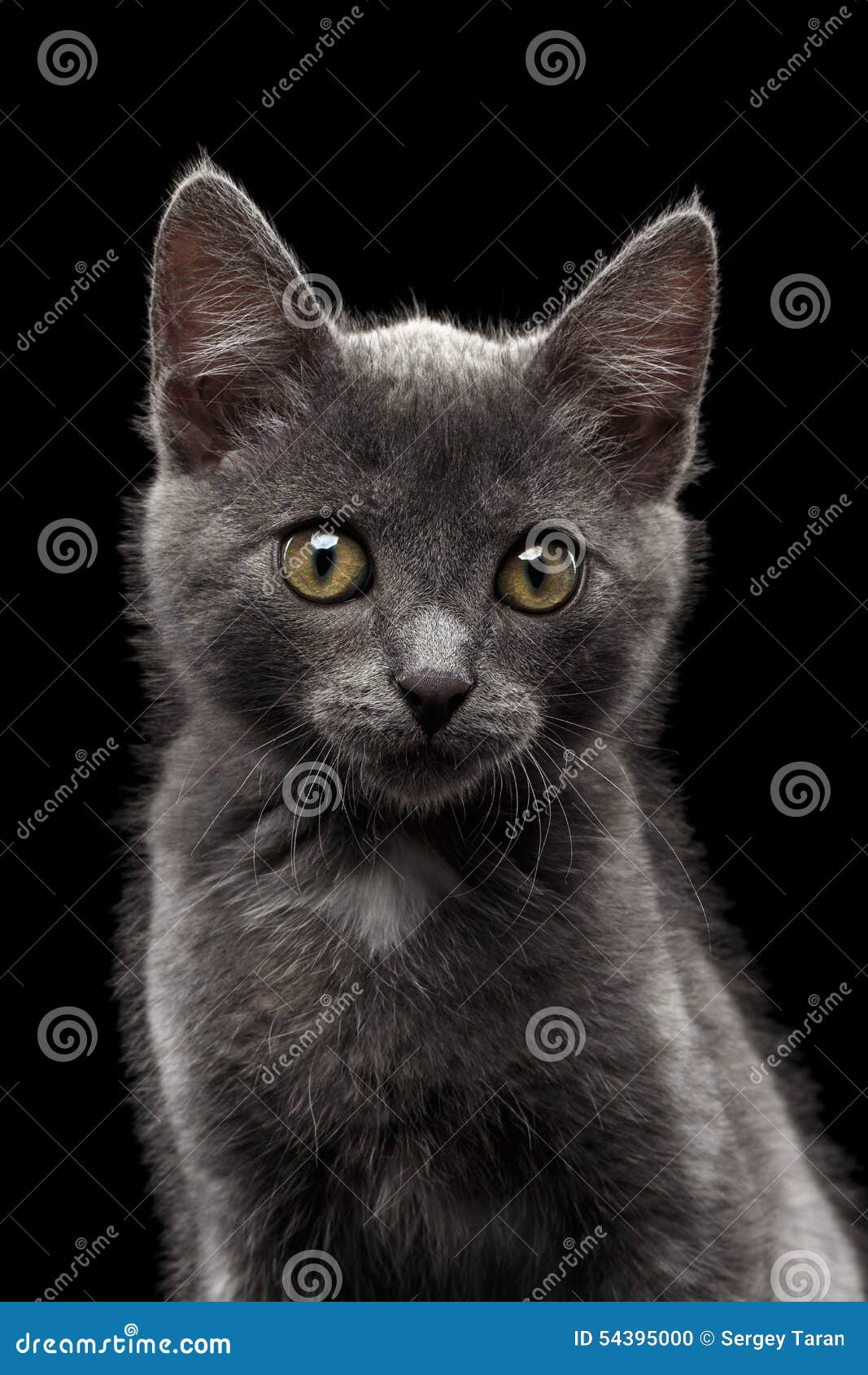 Closeup Gray Kitty Looking in Camera on Black Stock Photo - Image of ...