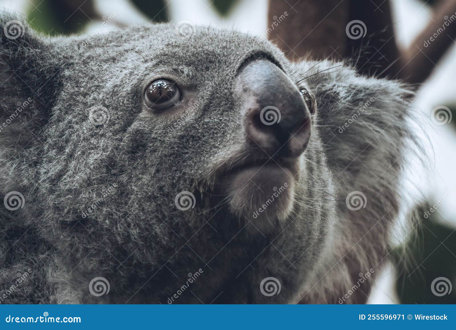 Closeup of a Gray Koala Bear. Stock Image - Image of trees, zoology ...