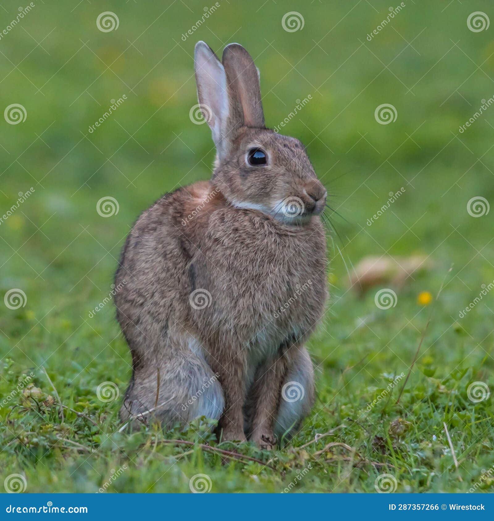 Closeup of a Gray Rabbit Sitting in Green Grass Stock Photo - Image of ...