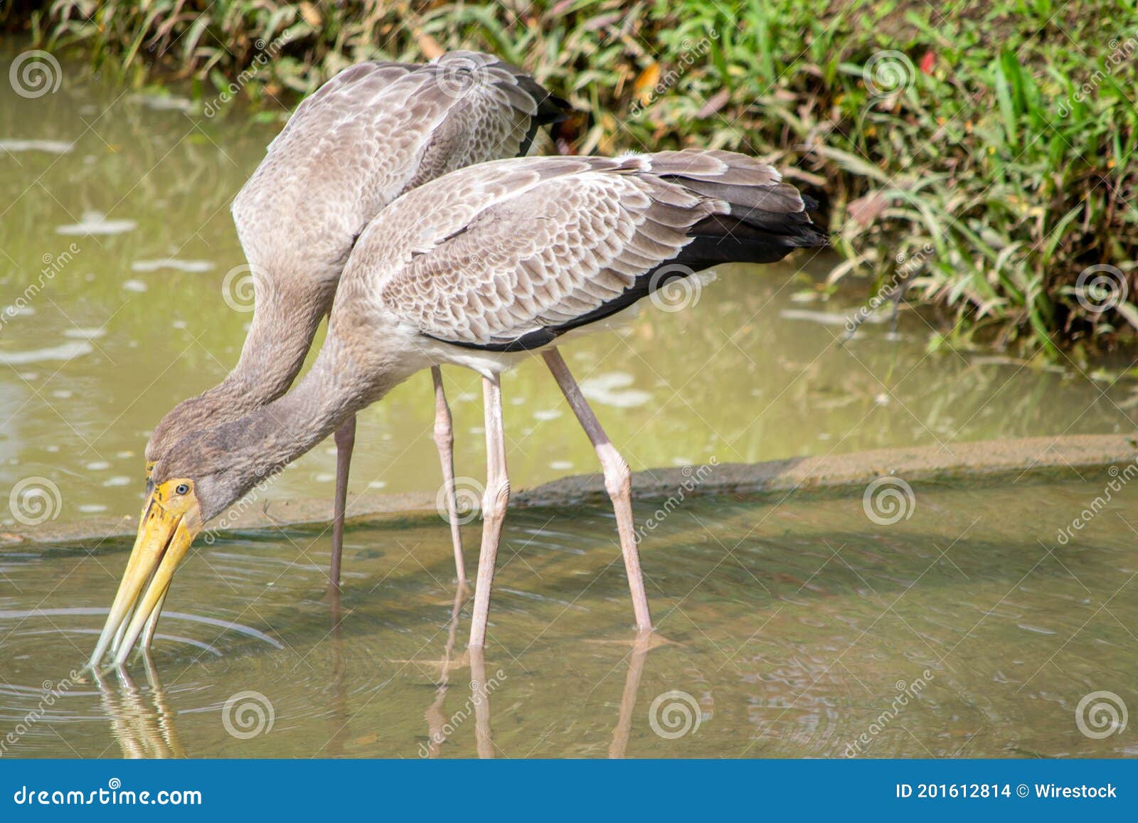 Closeup of Gray Storks Drinking from a Pond Stock Photo - Image of bird ...
