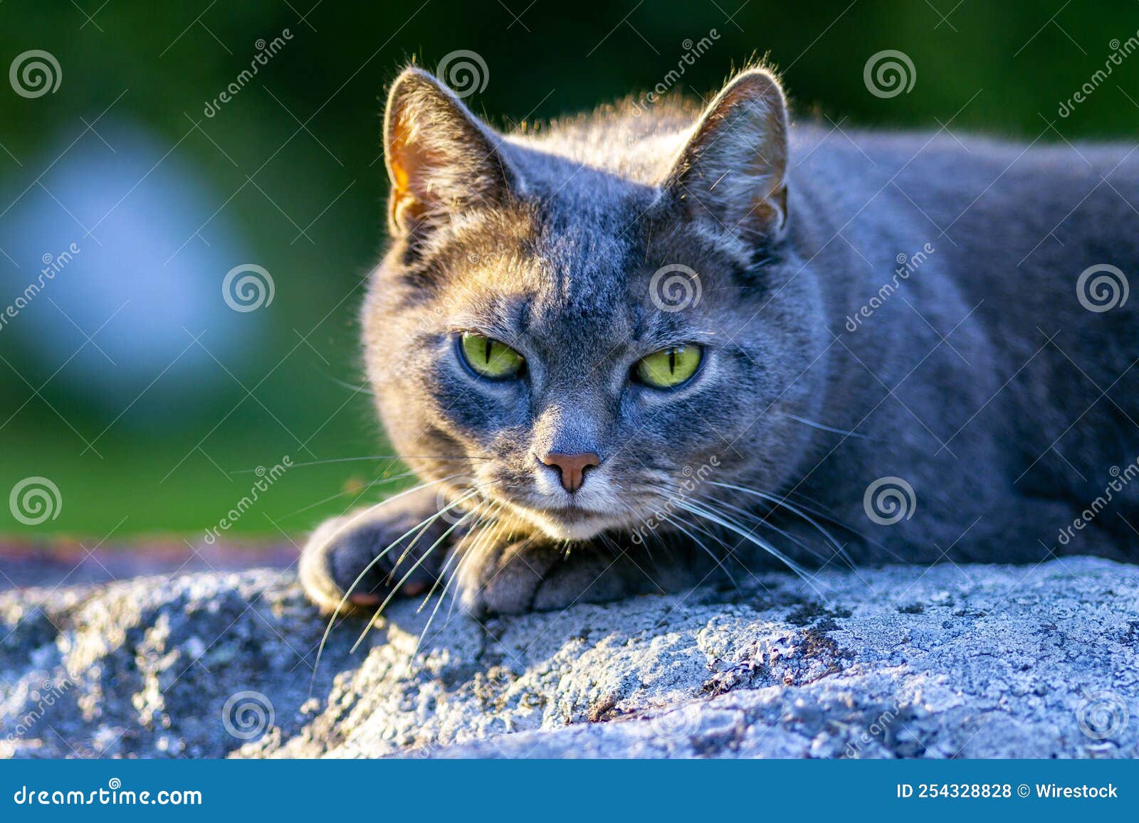 Closeup of Gray Tabby Cat with Green Eyes Isolated in Green Nature ... Closeup of Gray Tabby Cat with Green Eyes Isolated in Green Nature ...