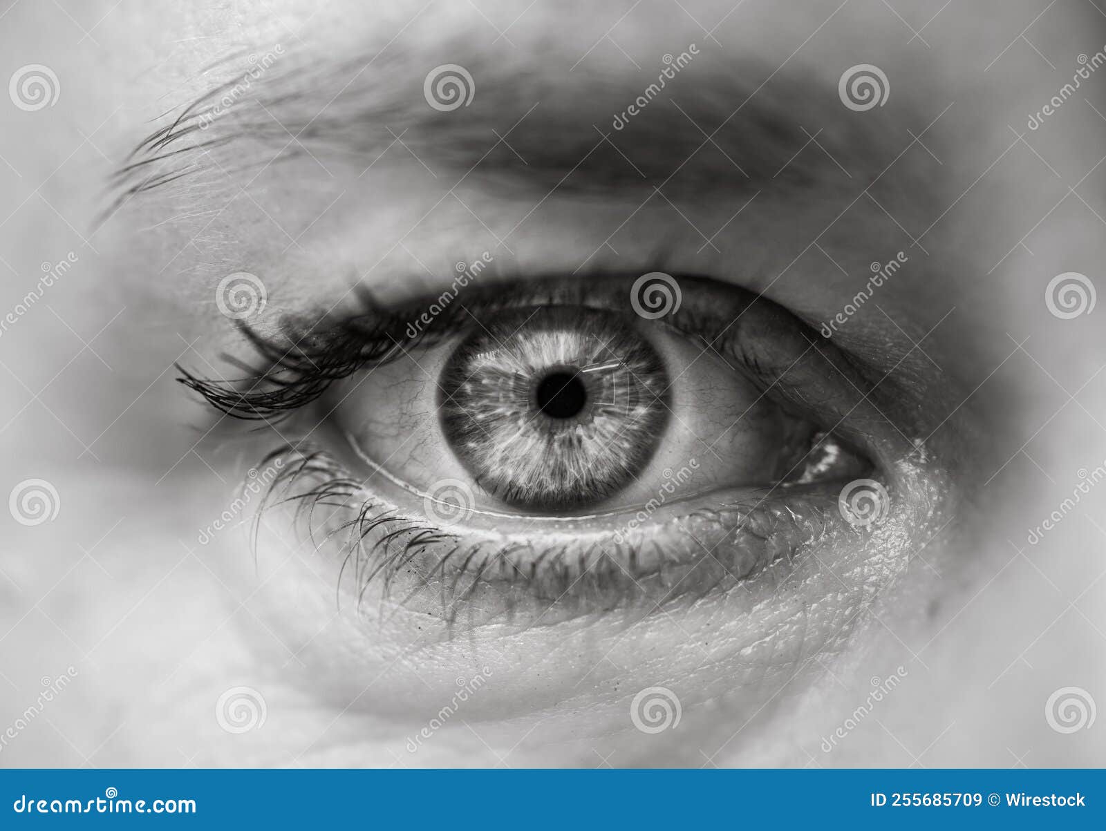 Closeup Grayscale of Beautiful Human Eye Stock Image - Image of ...