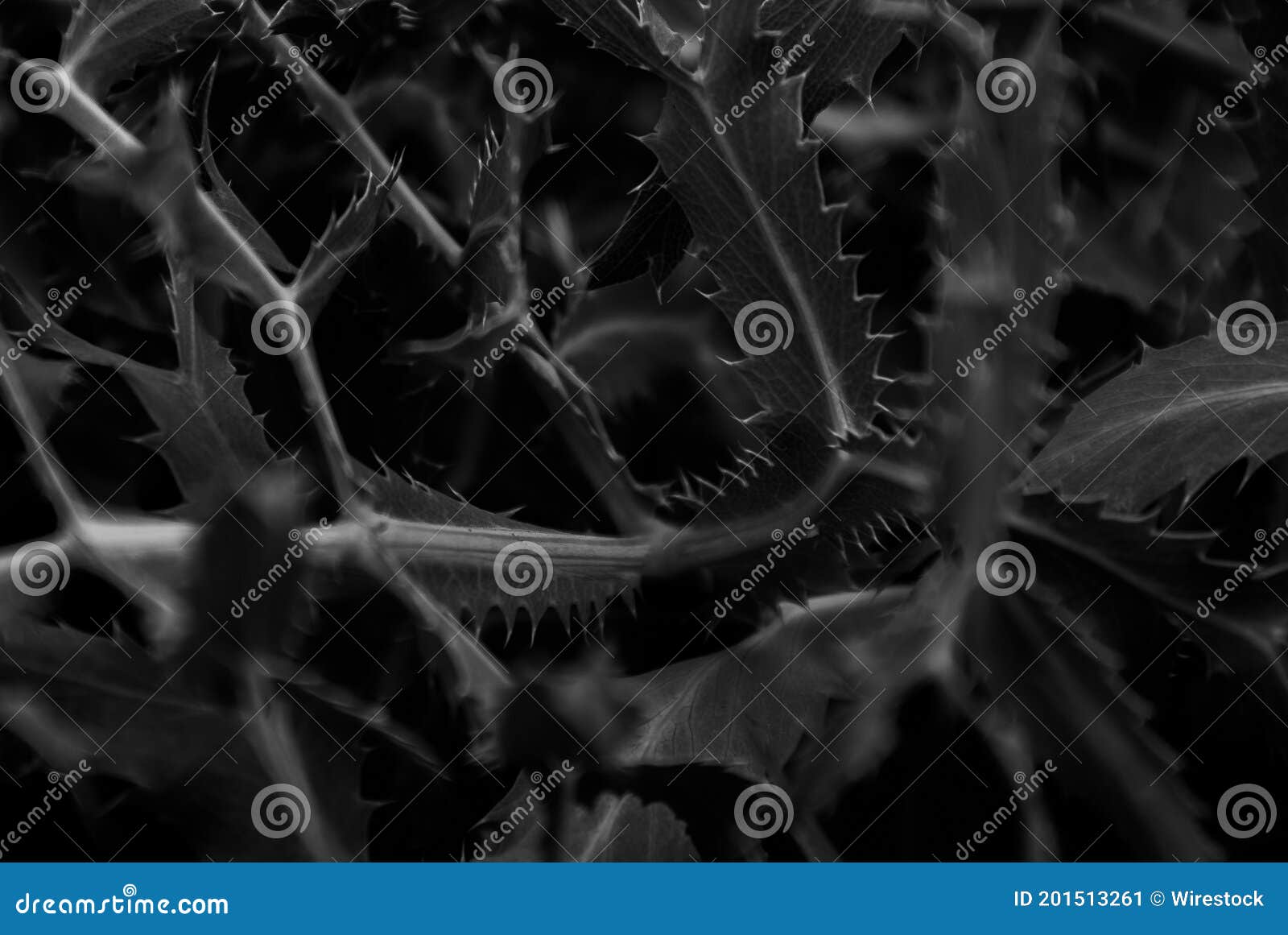 Closeup of Grayscale Leaf Texture Stock Image - Image of plant, pattern ...