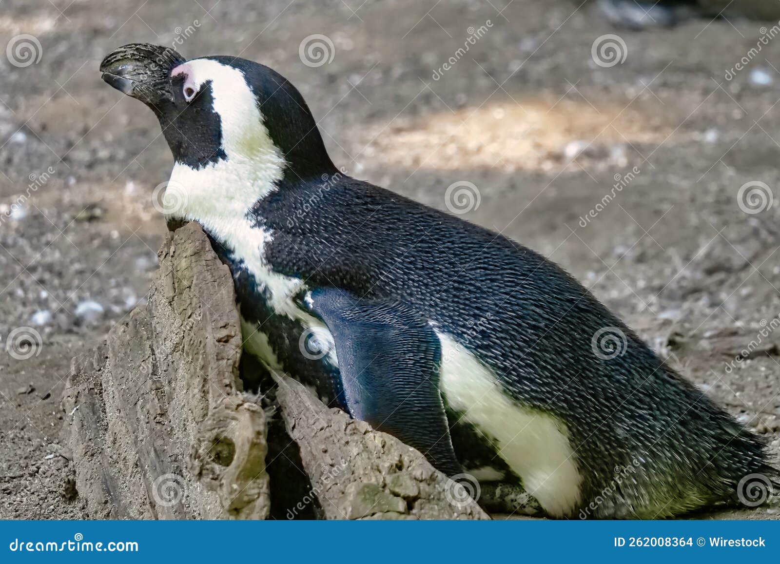Closeup of a Great Auk in a Forest Stock Photo - Image of bird, penguin ...