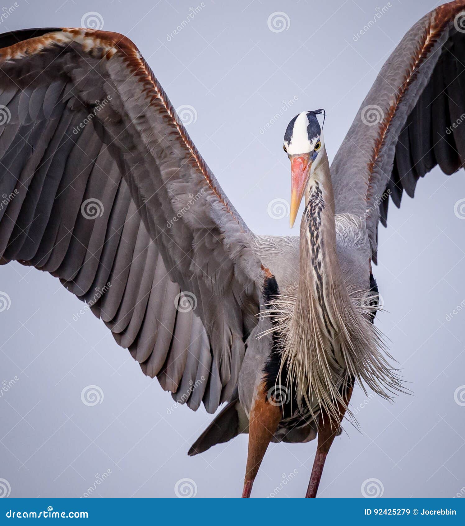 Closeup of Great Blue Heron Head and Front Feathers Stock Image - Image ...