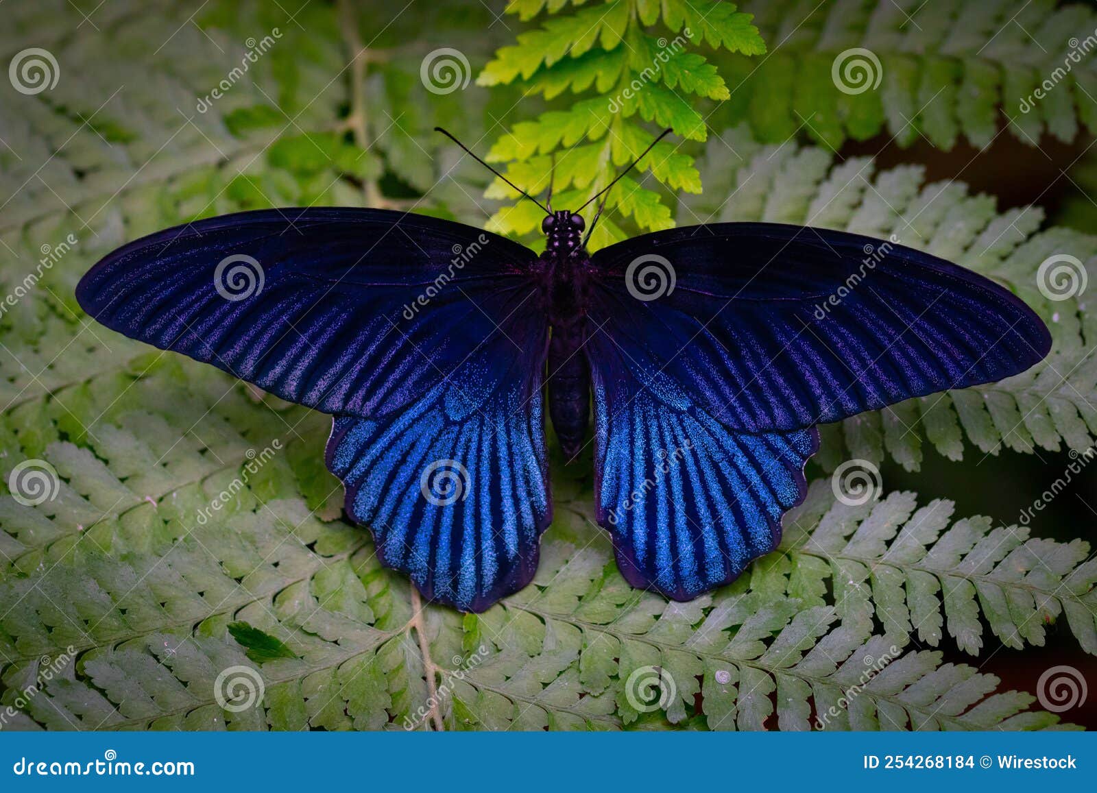 Closeup of a Great Blue Mormon Butterfly on the Leaves Stock Photo ...