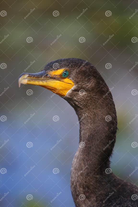 Closeup of Great Cormoran stock image. Image of closeup - 107362173