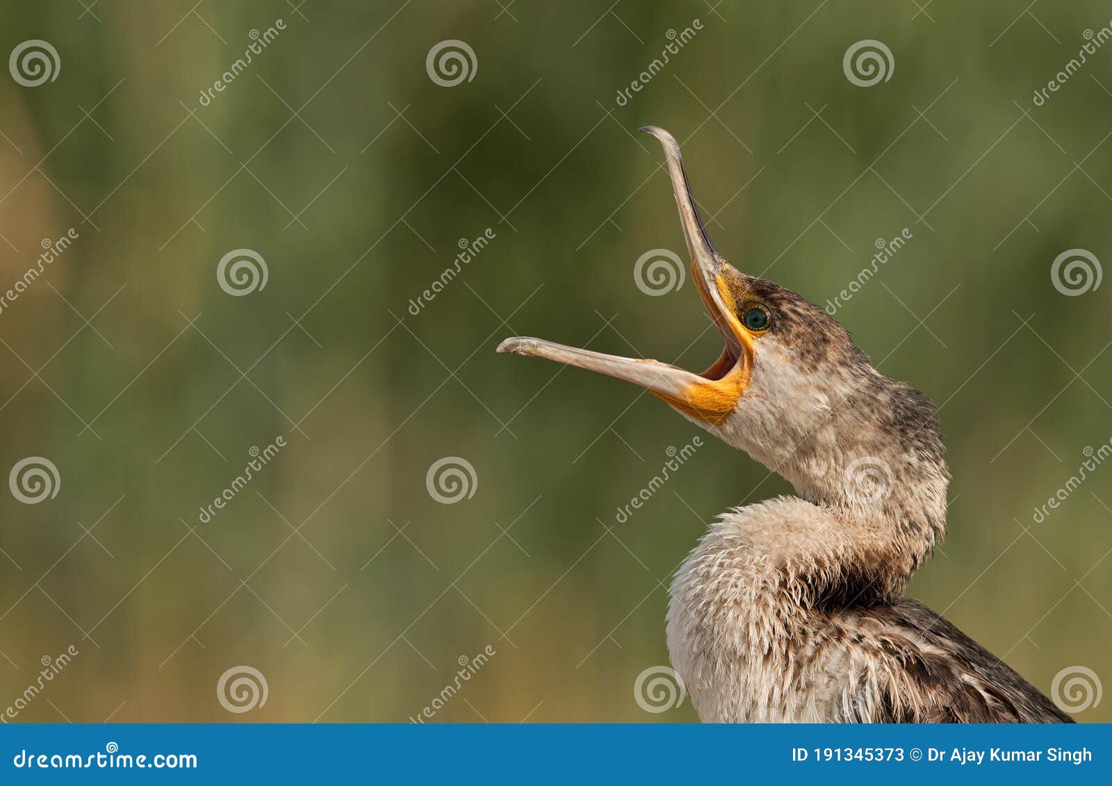 Closeup of Great Cormorant Opening Its Beak Stock Image - Image of long ...