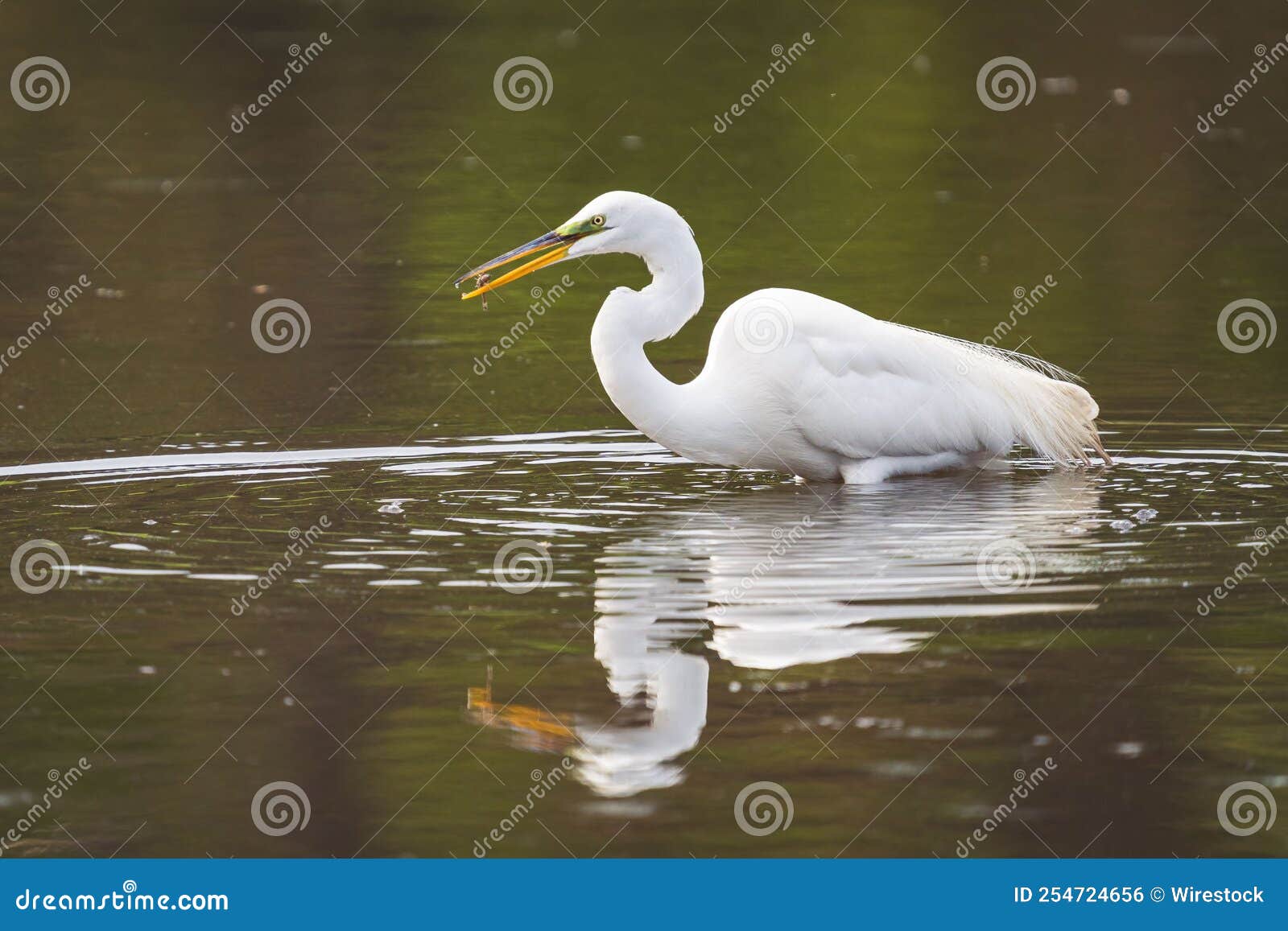 Closeup of a Great Egret Swimming in the Lake Stock Photo - Image of ...