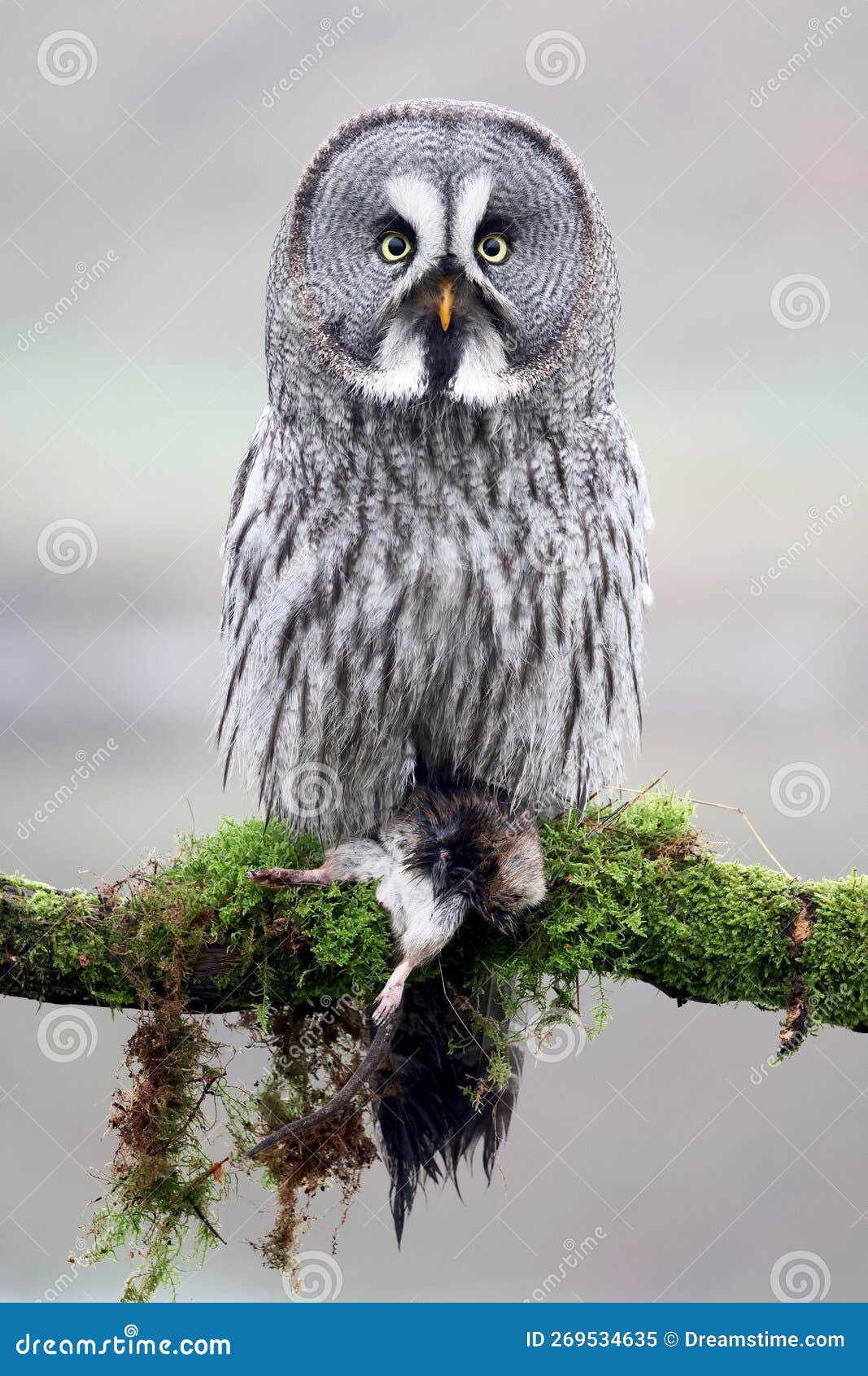 Closeup of Great Gray Owl (Strix Nebulosa) Stock Image - Image of close ...