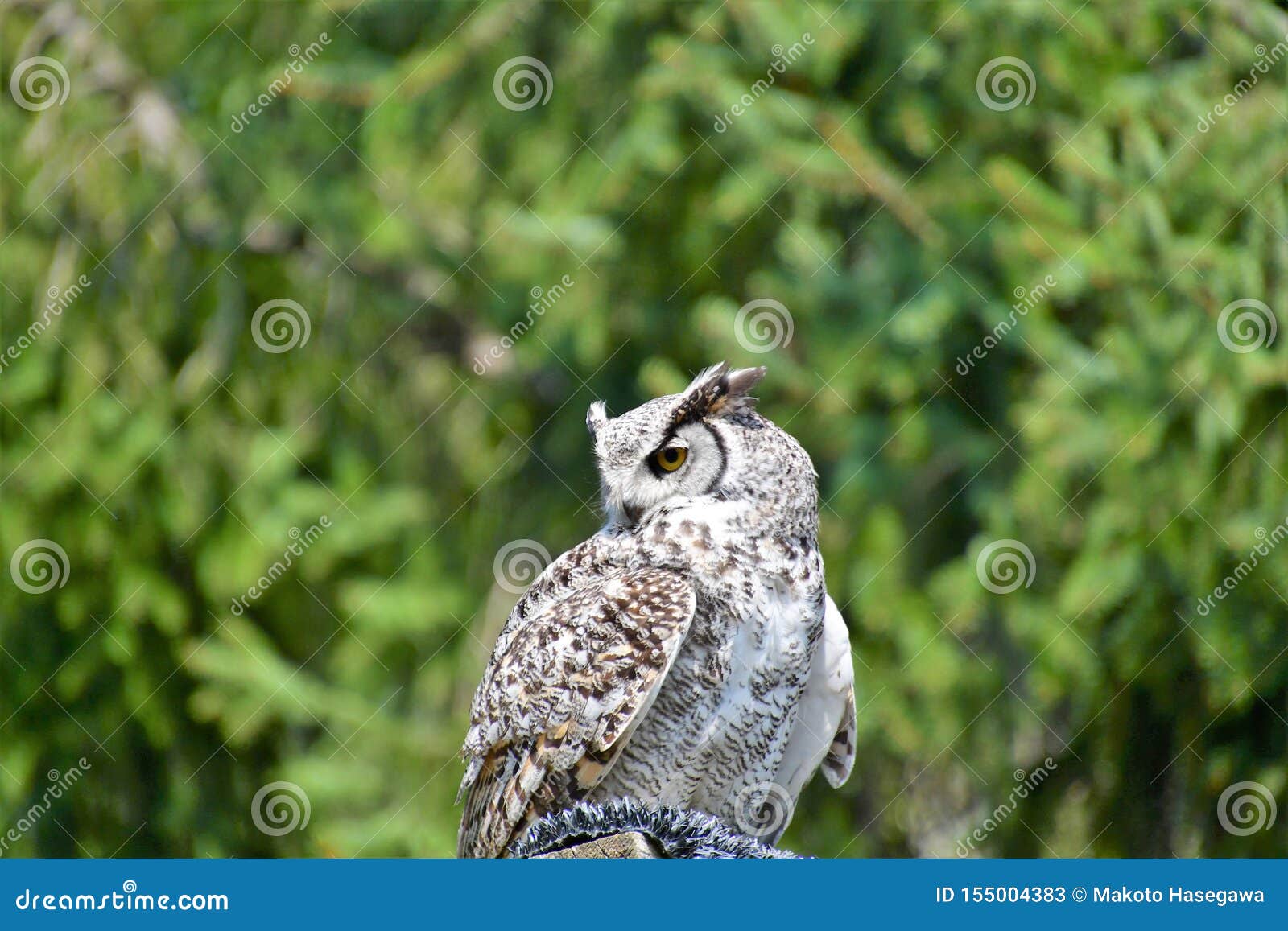 A Closeup of Great Horn Owl Perching on the Stud. Stock Image - Image ...