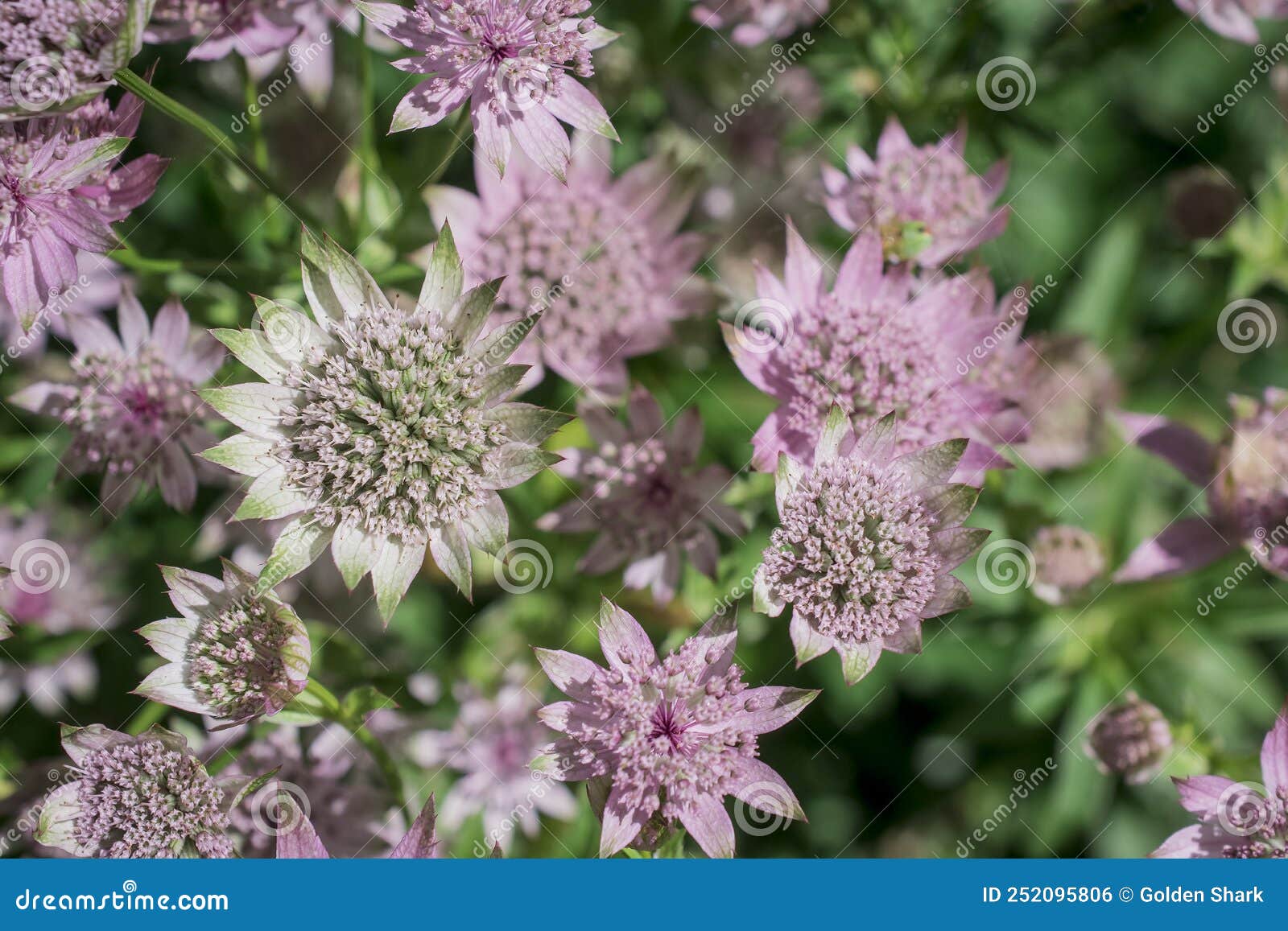 Closeup of a Great Masterwort - Astrantia Major Flowers Stock Photo ...