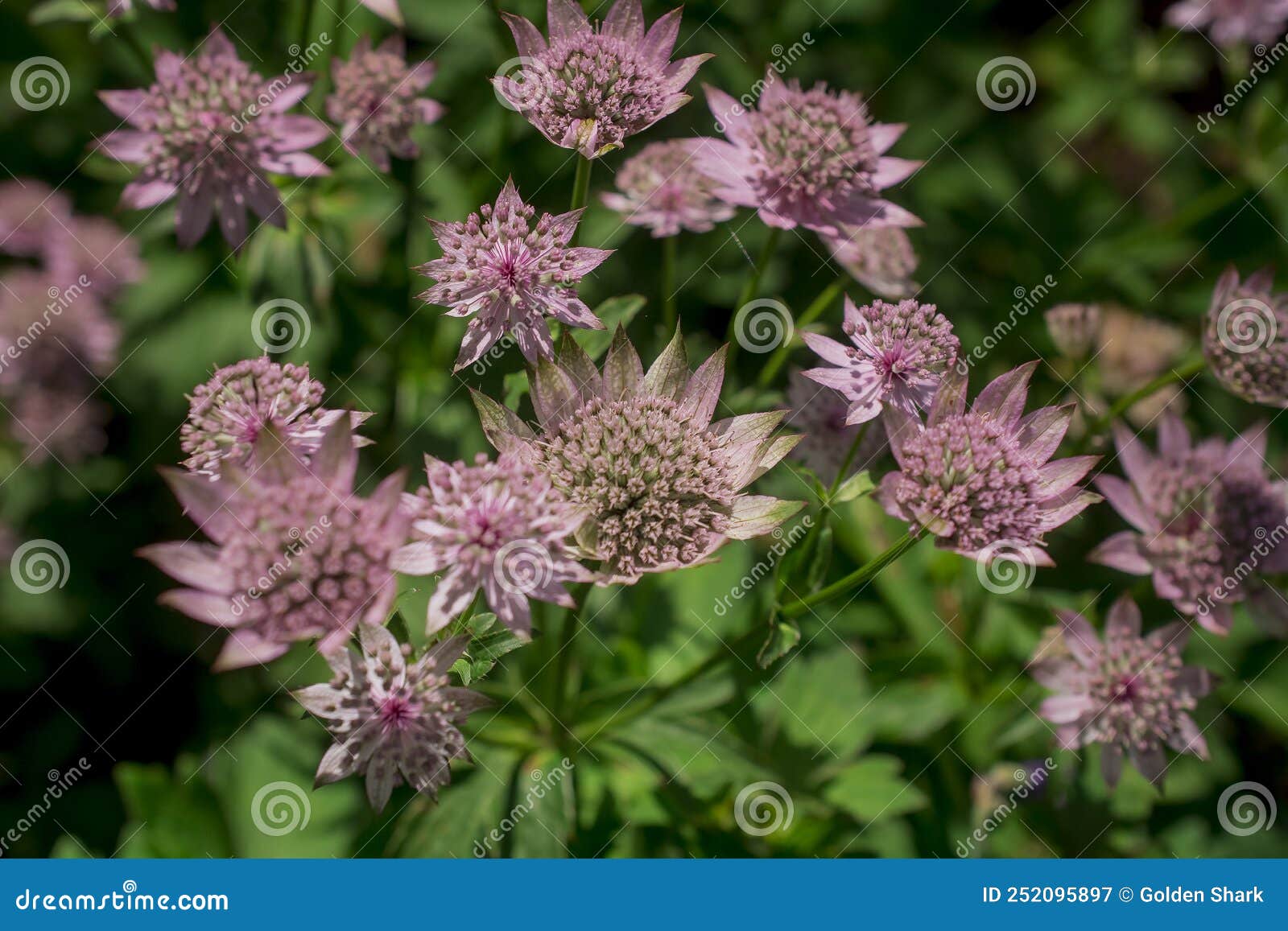 Closeup of a Great Masterwort - Astrantia Major Flowers Stock Image ...