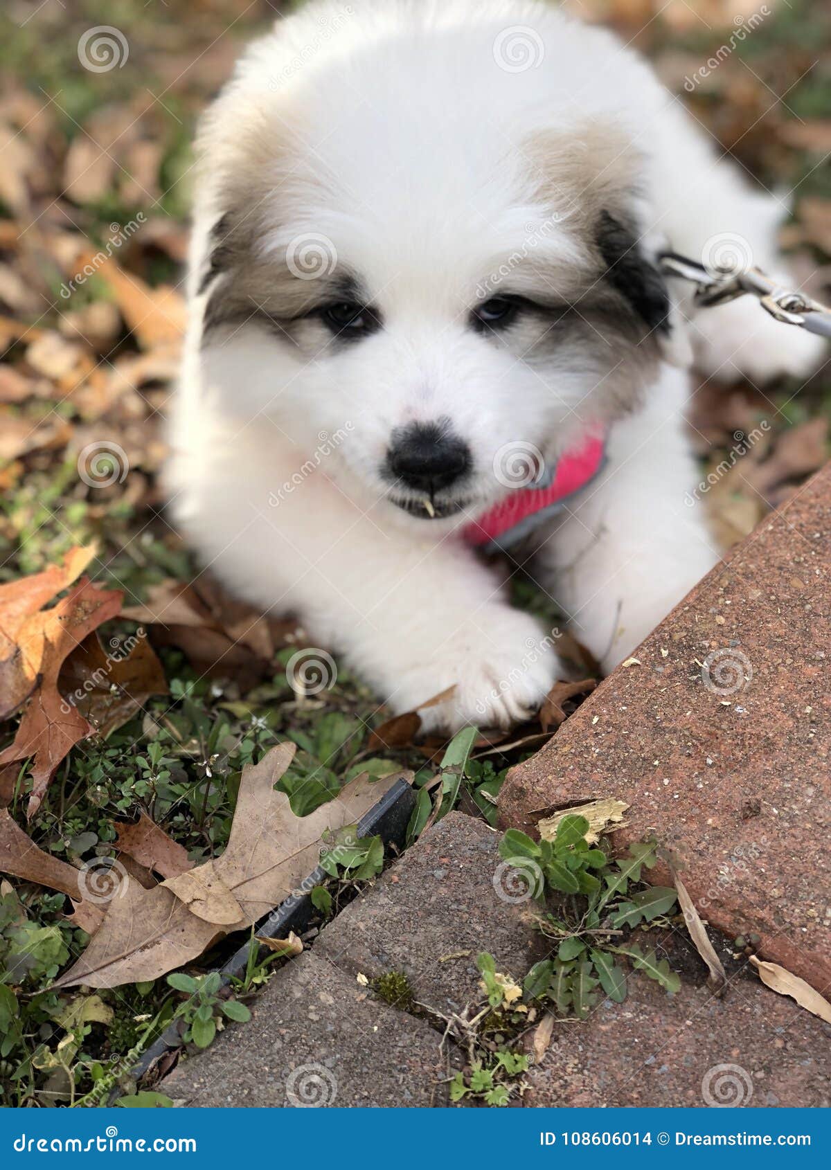 A Closeup of a Great Pyrenees Stock Photo - Image of pyrenees, great ...