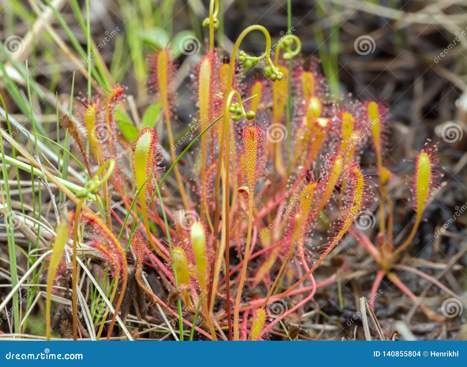 Great Sundew, Drosera Anglica Stock Photo - Image of english ...