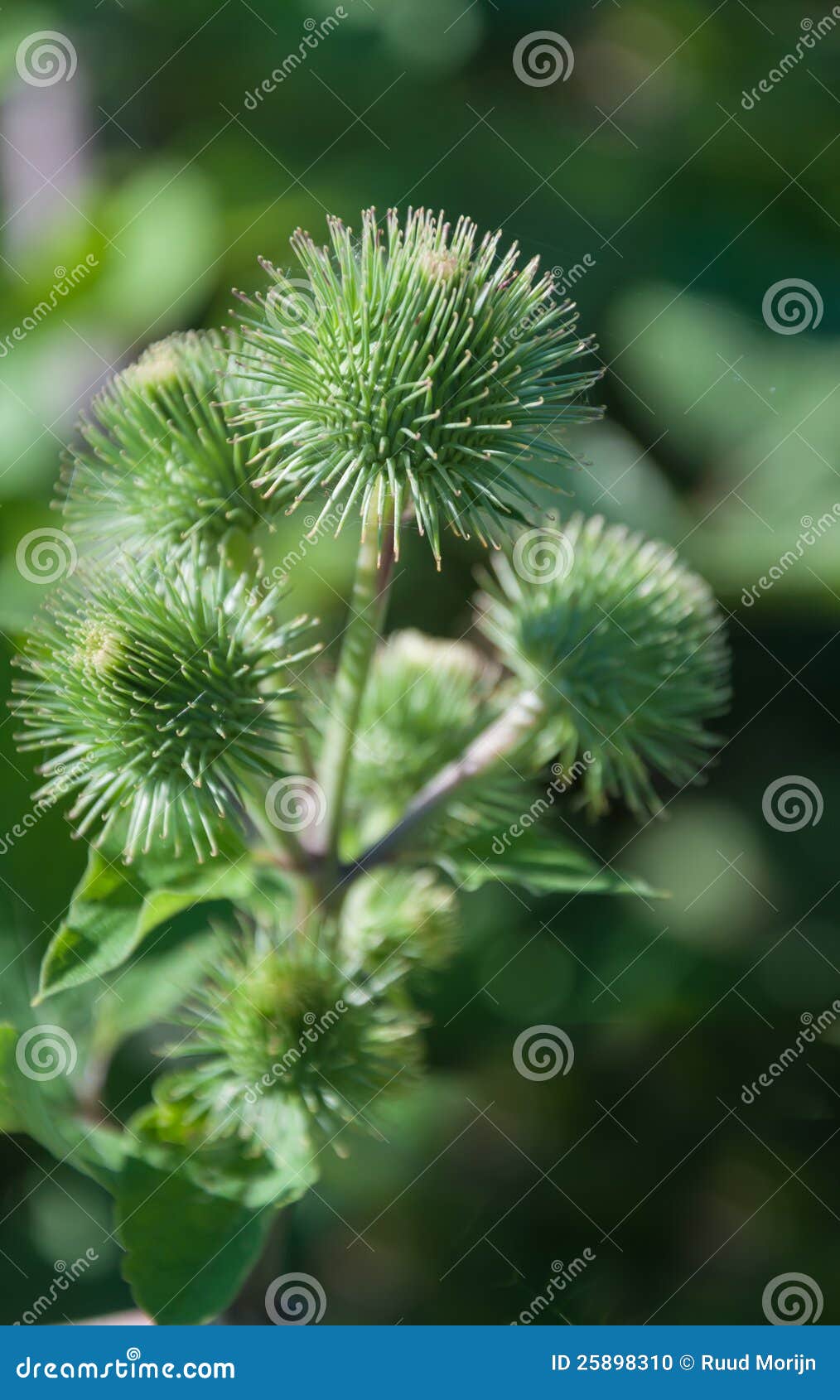 Closeup of Greater Burdock stock photo. Image of buttons - 25898310
