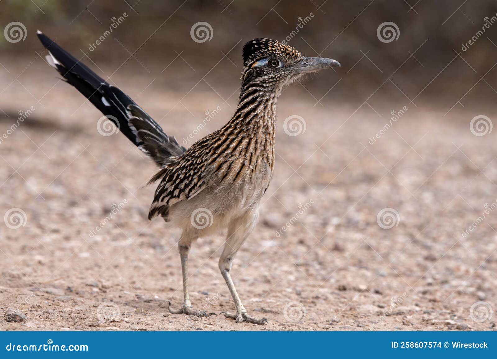 Closeup of a Greater Roadrunner on a Ground. Stock Photo - Image of ...