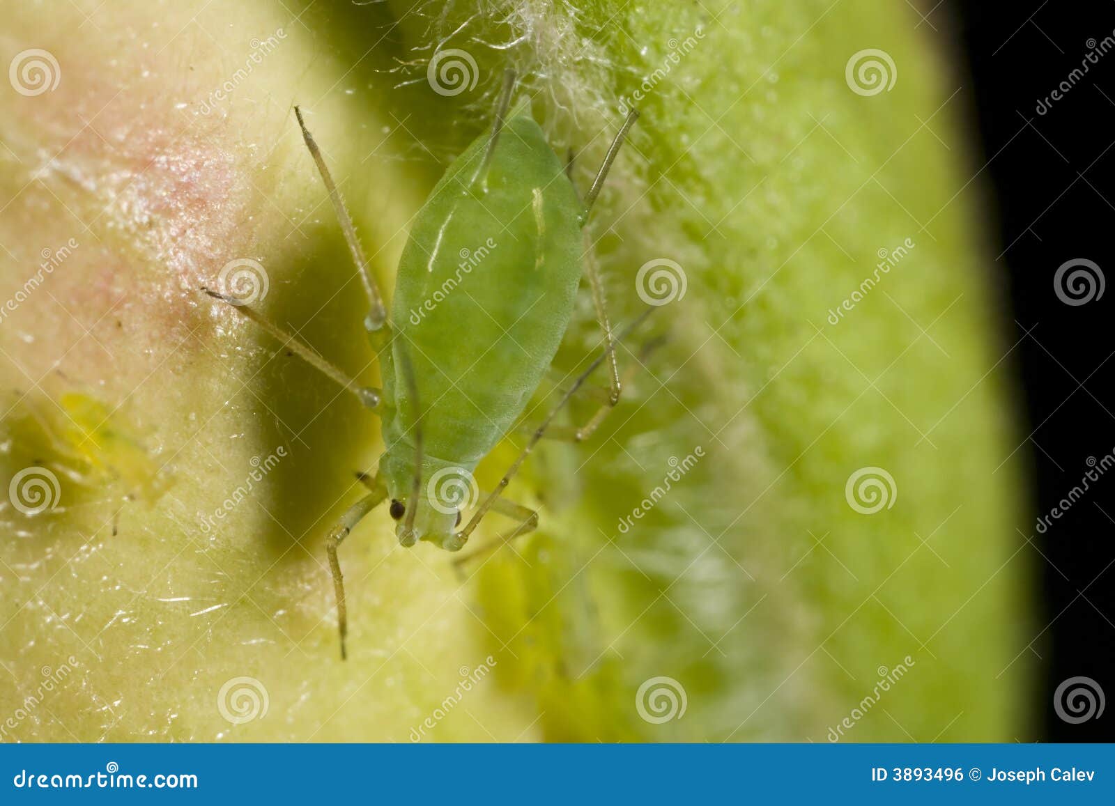 Closeup of a green aphid stock photo. Image of forestry - 3893496