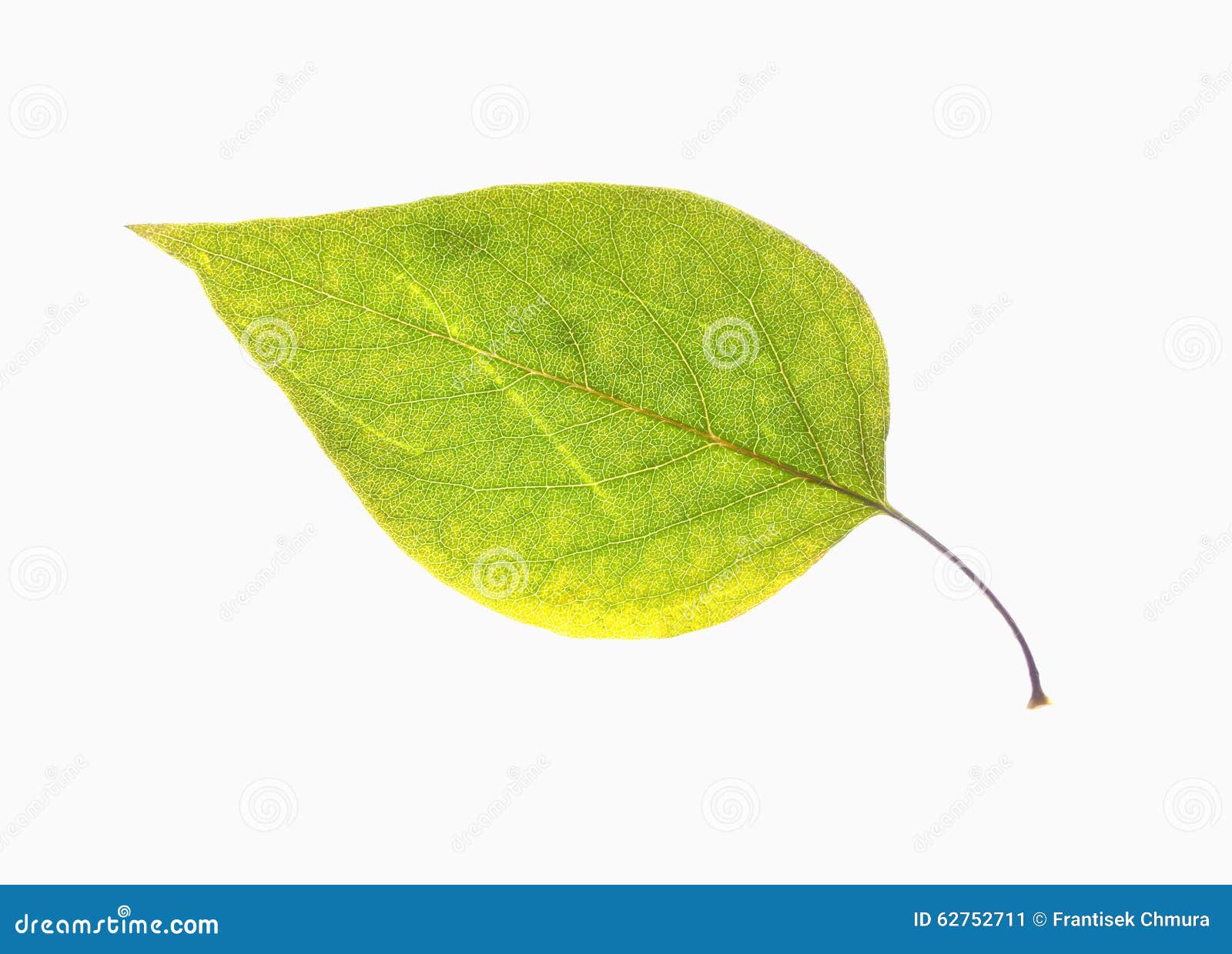 Closeup of a Green Autumn Leaf Stock Image - Image of season, tree ...