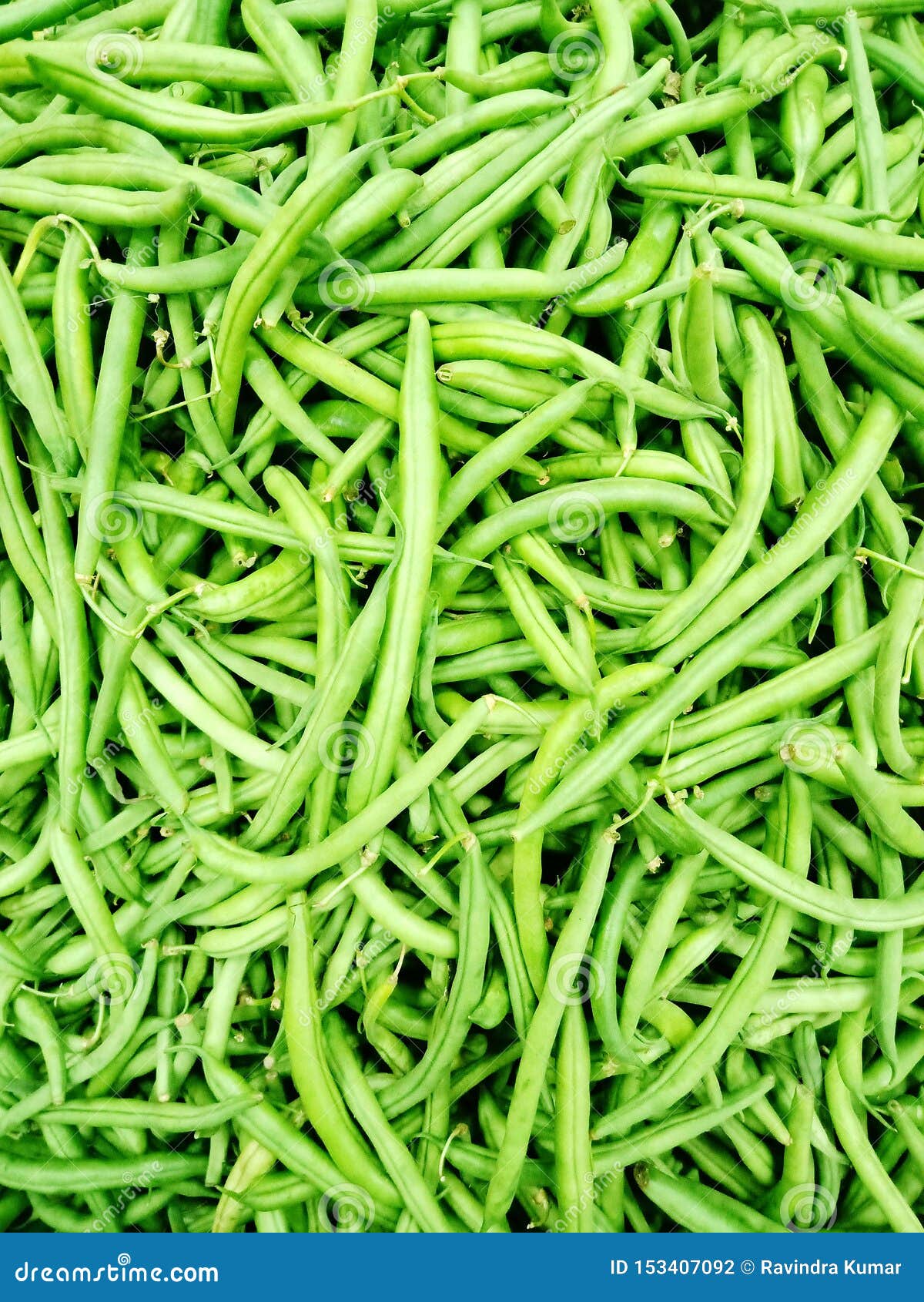 Closeup of Green beans stock photo. Image of cooking - 153407092