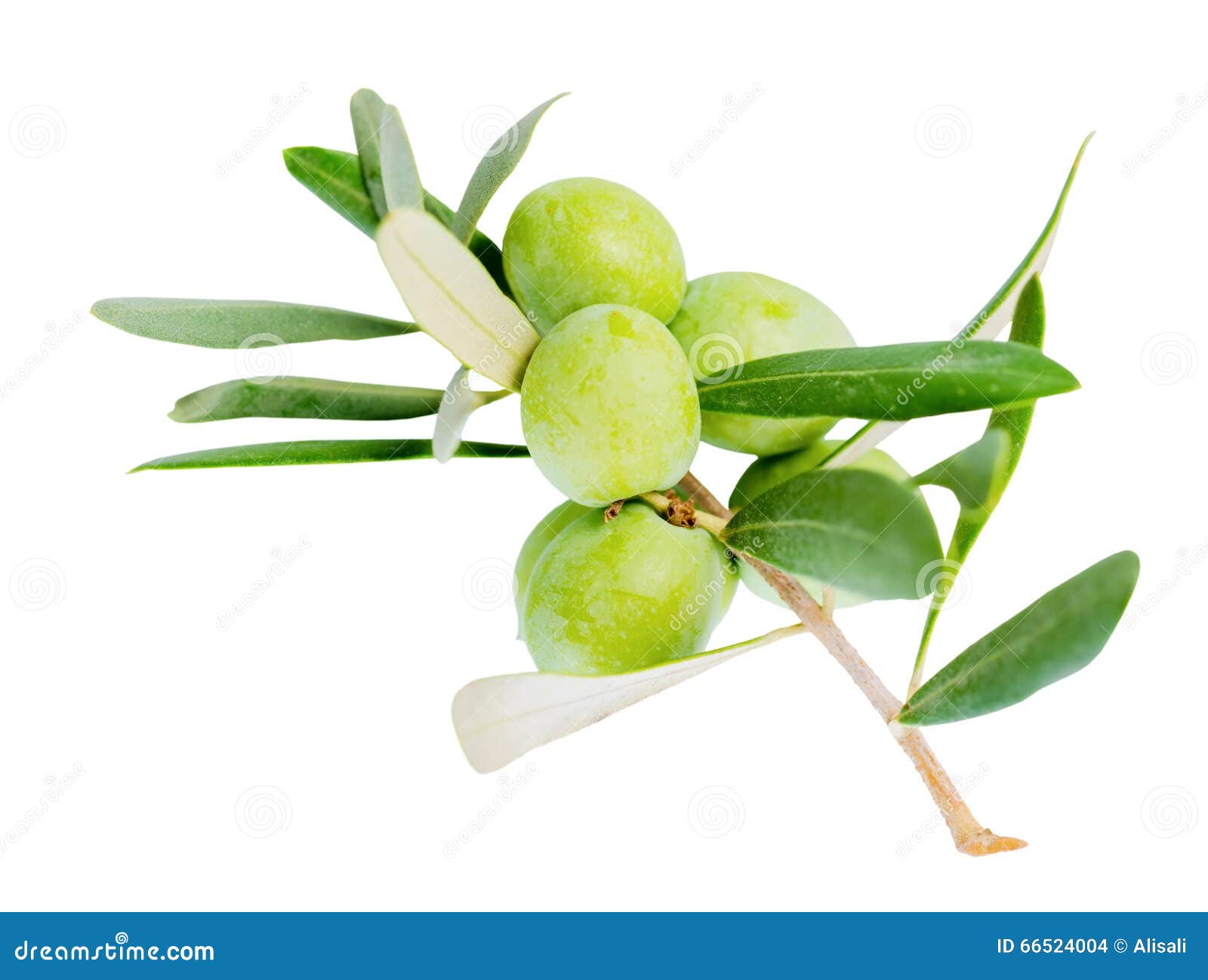 Closeup of Green Branch Olive Tree with Berries is Isolated on W Stock ...