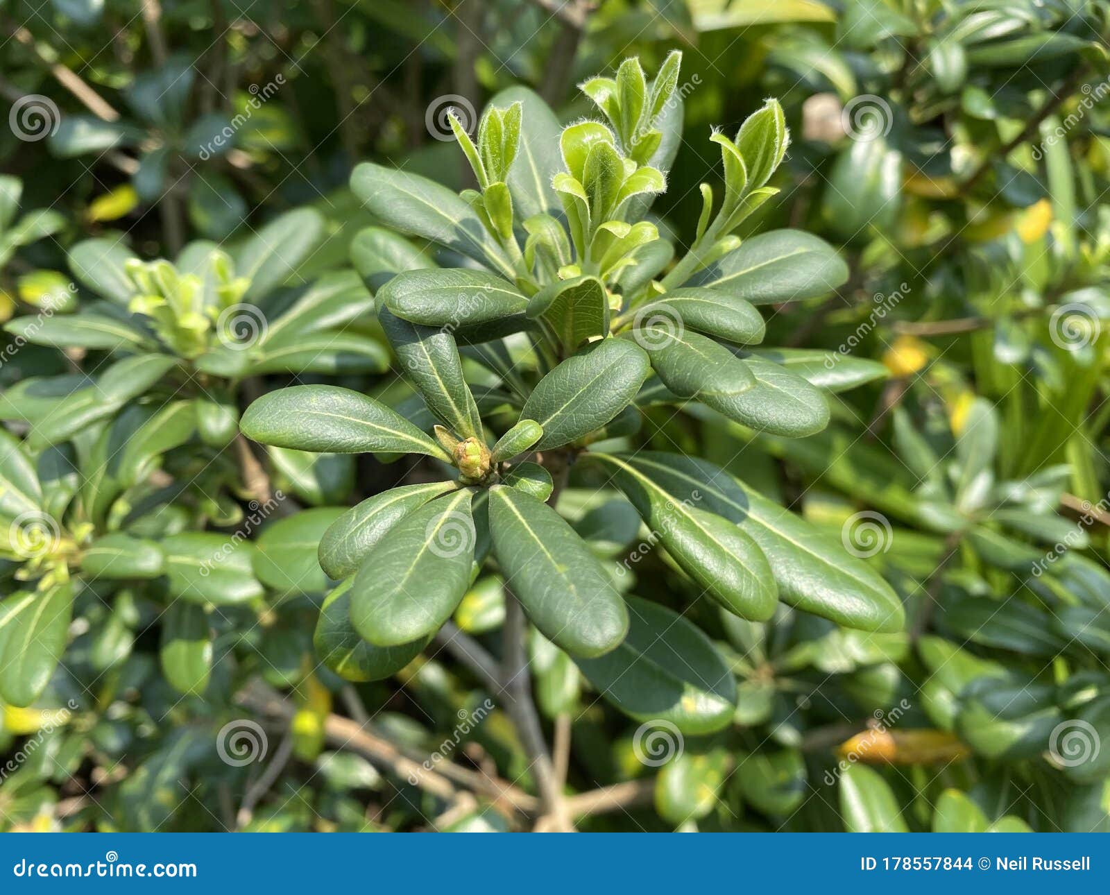 Green Budding Plant stock photo. Image of colourations - 178557844