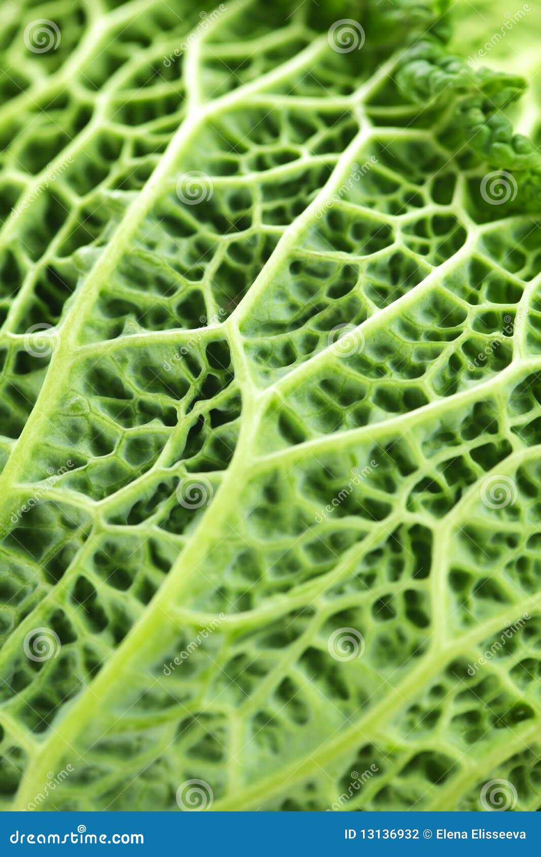 Closeup of Green Cabbage Leaves Stock Photo - Image of cabbage, leaf ...